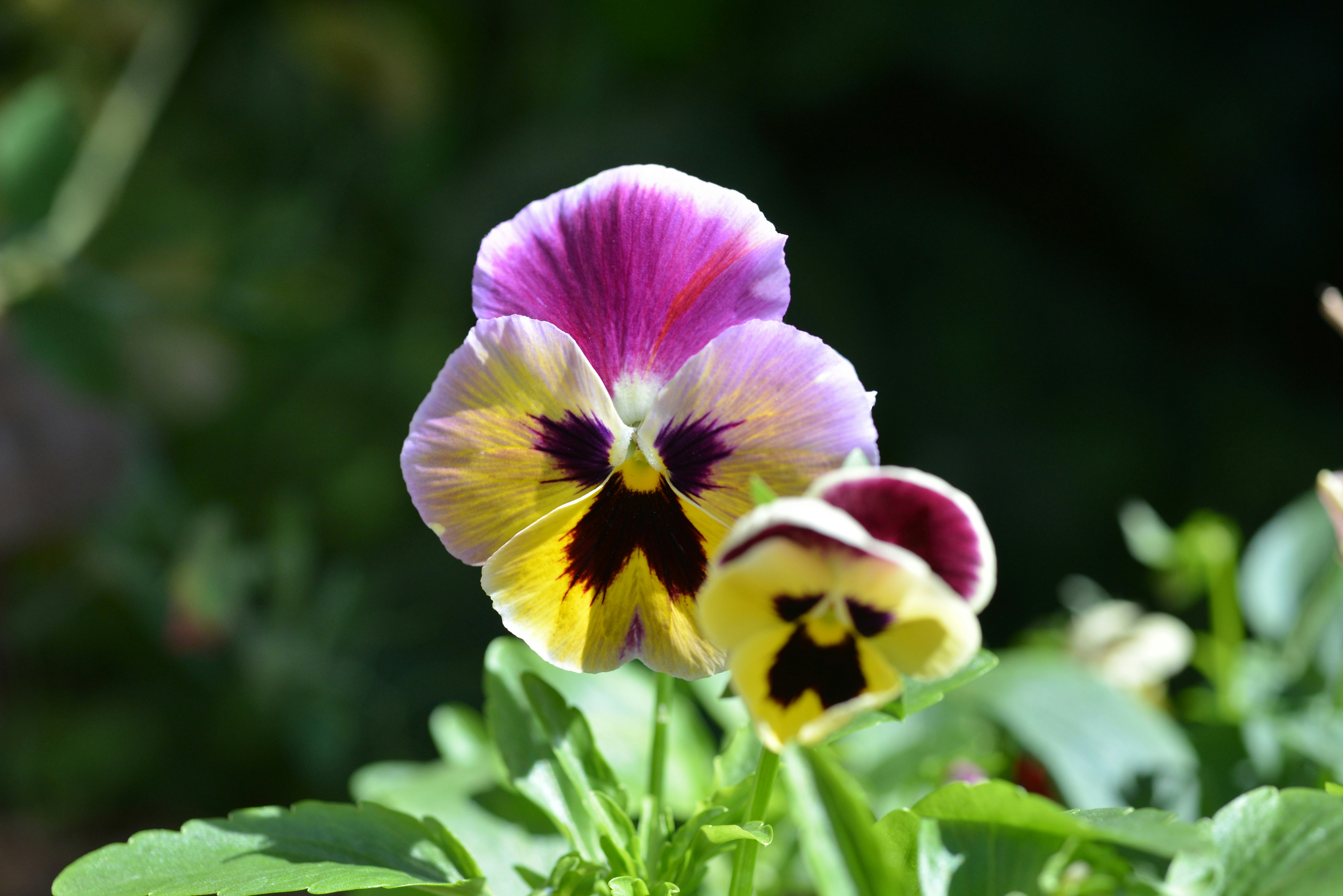 Vibrant pansies in full bloom, showcasing a rich palette of purple, yellow, and black. The delicate petals catch the sunlight, revealing intricate patterns.