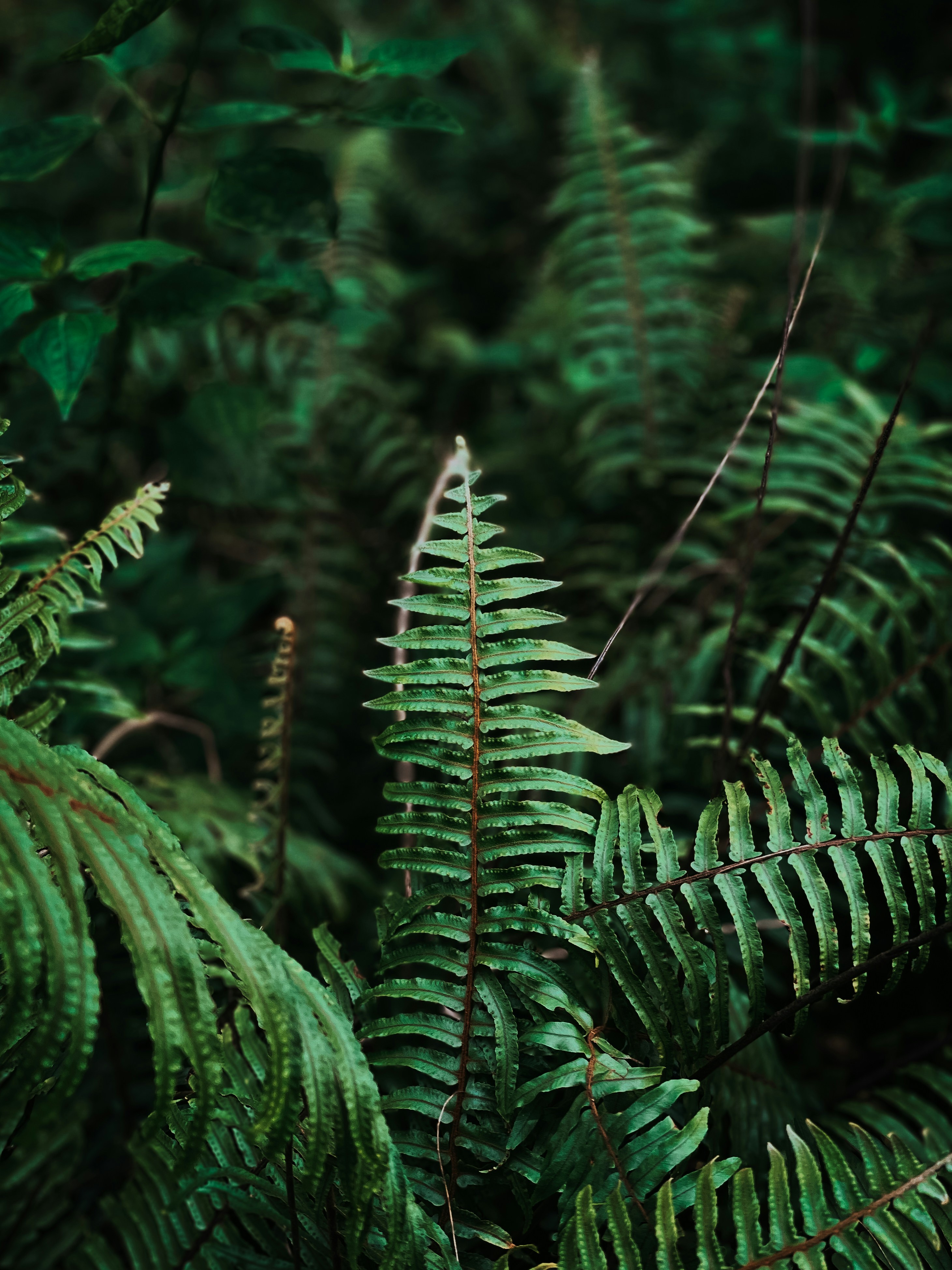 Lush green ferns intertwine in a dense woodland setting, showcasing intricate leaf patterns and textures.