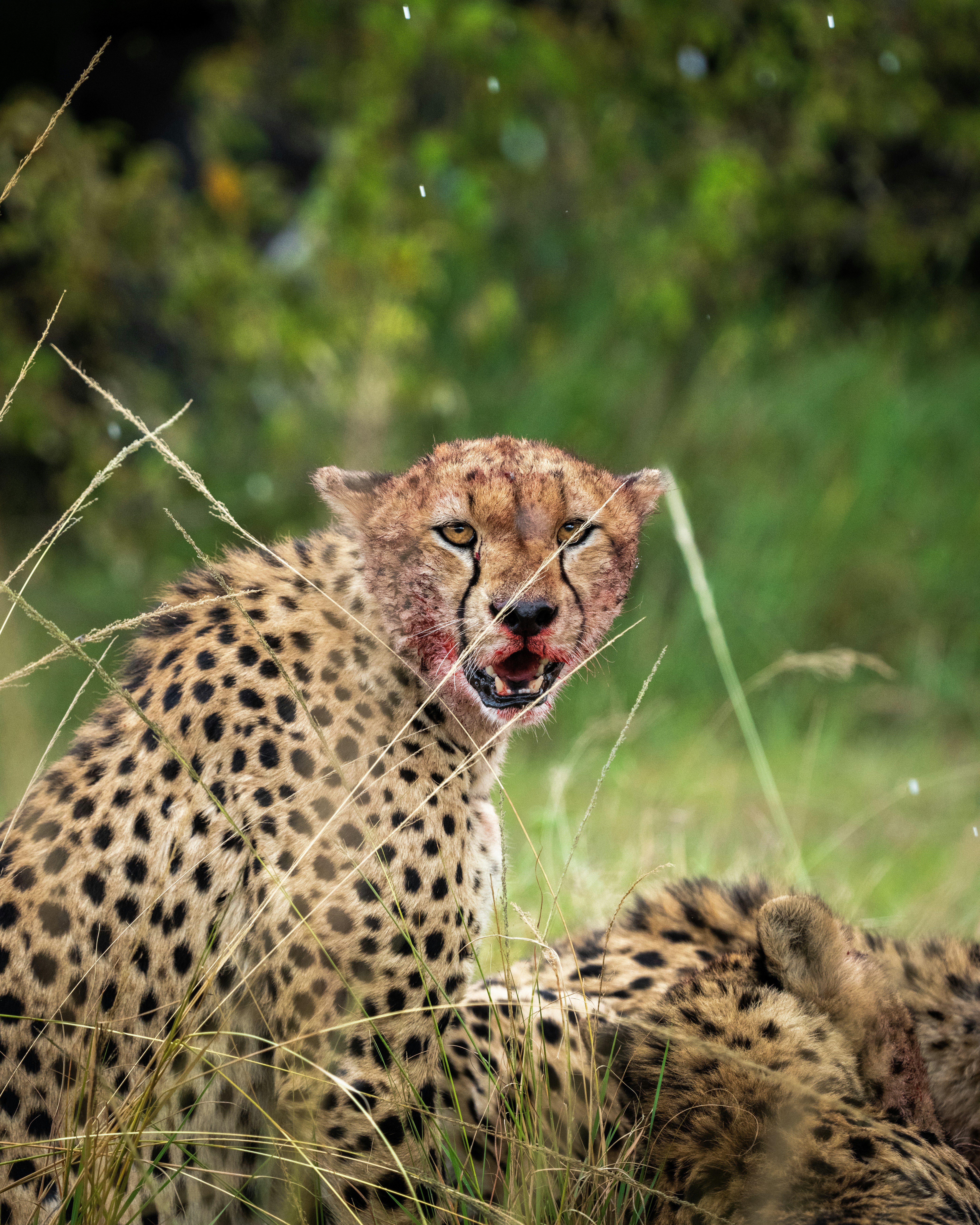 Chasse Au Guépard Photos | Télécharger des images gratuites sur Unsplash