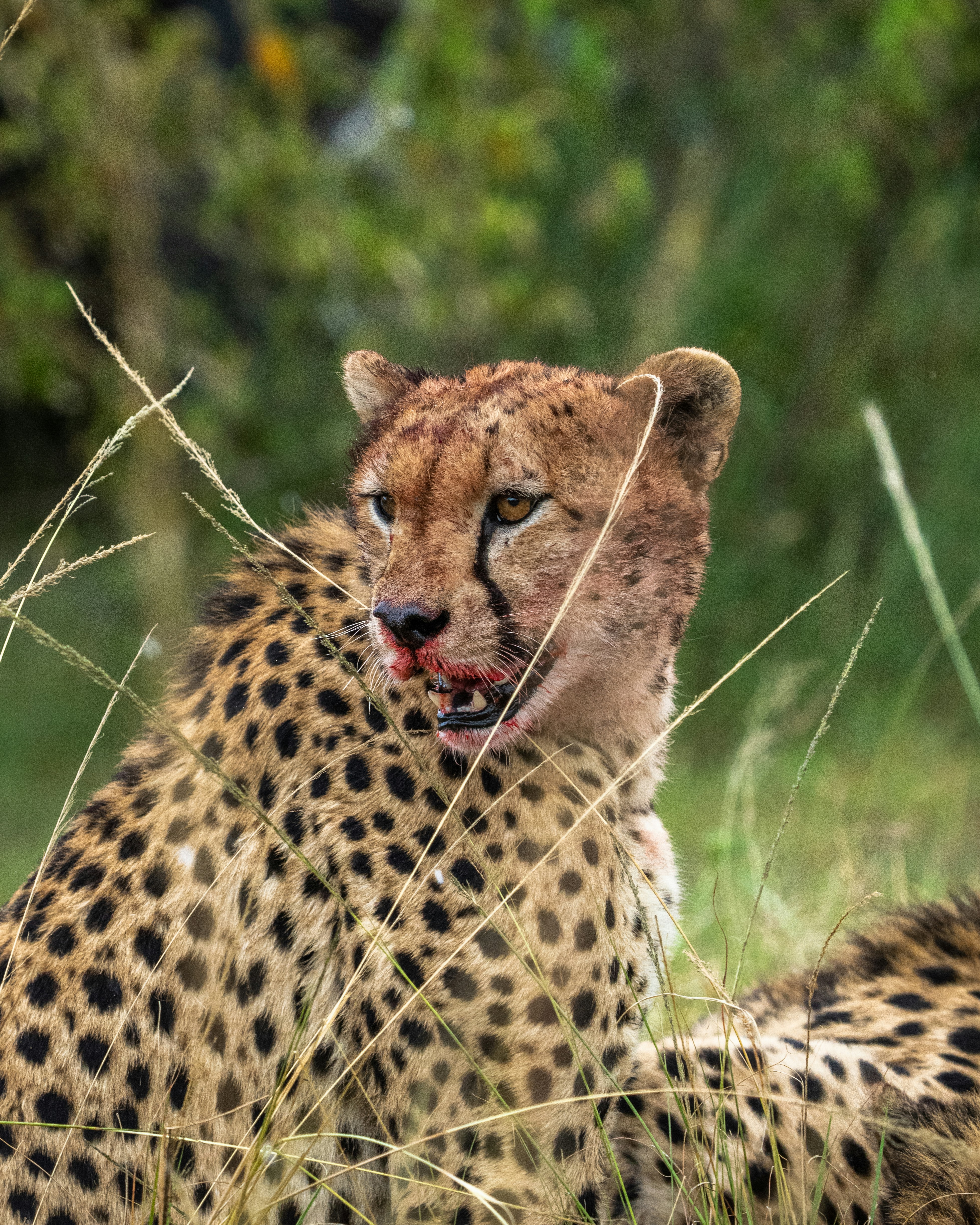 Cheetah with distinctive spots gazing intently, partially obscured by tall grass in a vibrant savannah setting.