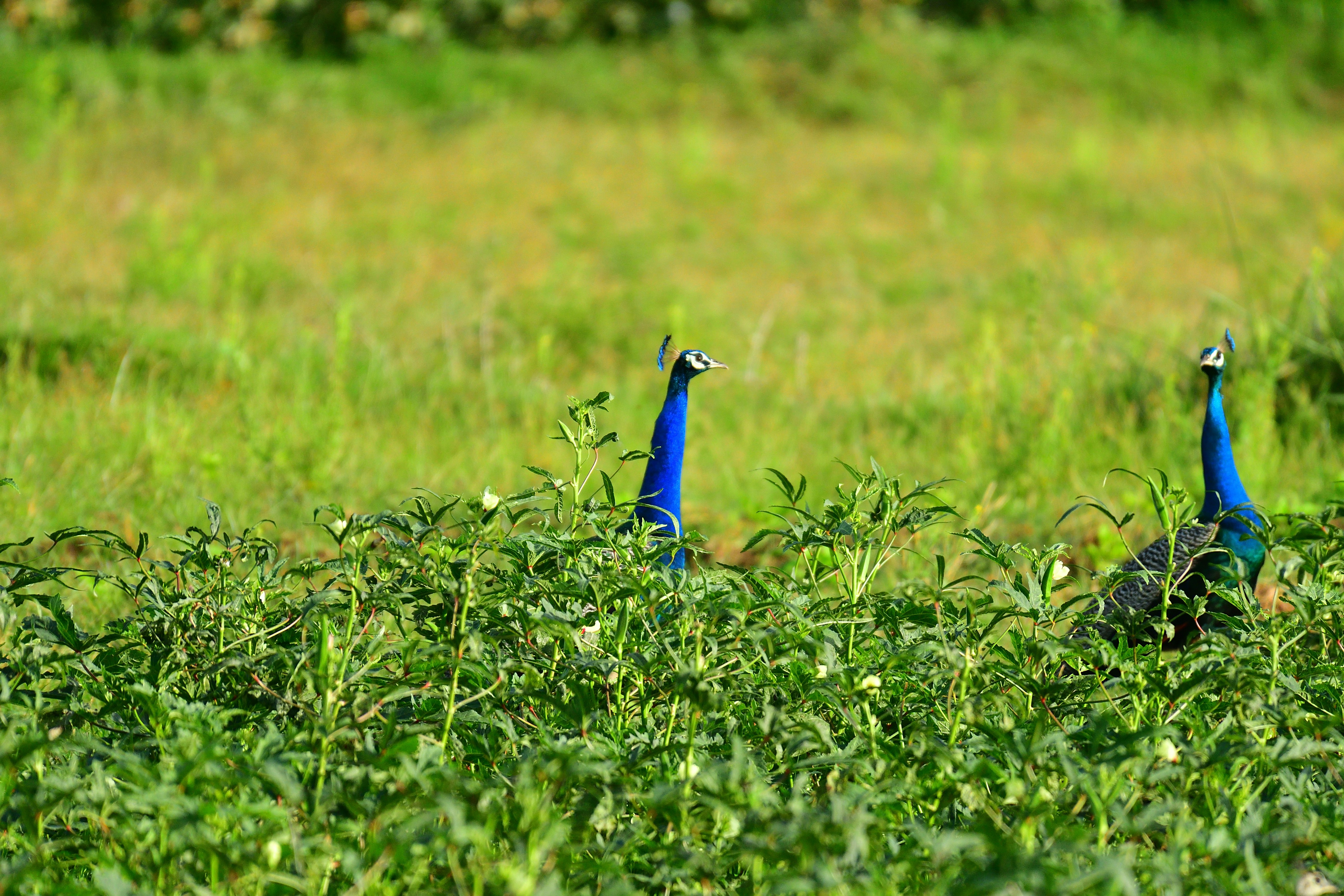 Two peacocks gracefully navigating through lush green foliage in a vibrant meadow.