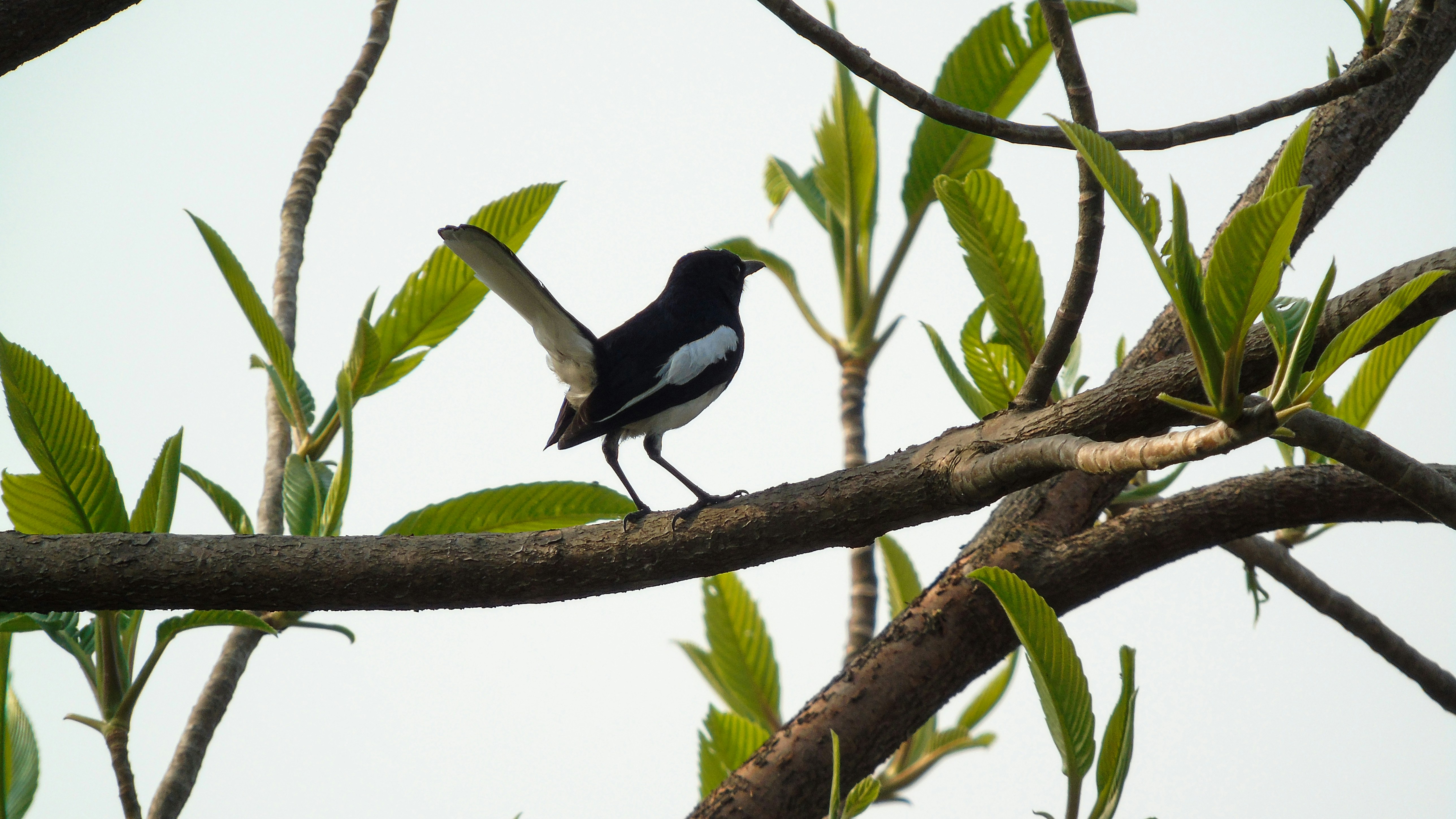 A black and white bird perched on a branch amidst vibrant green leaves, poised and alert.