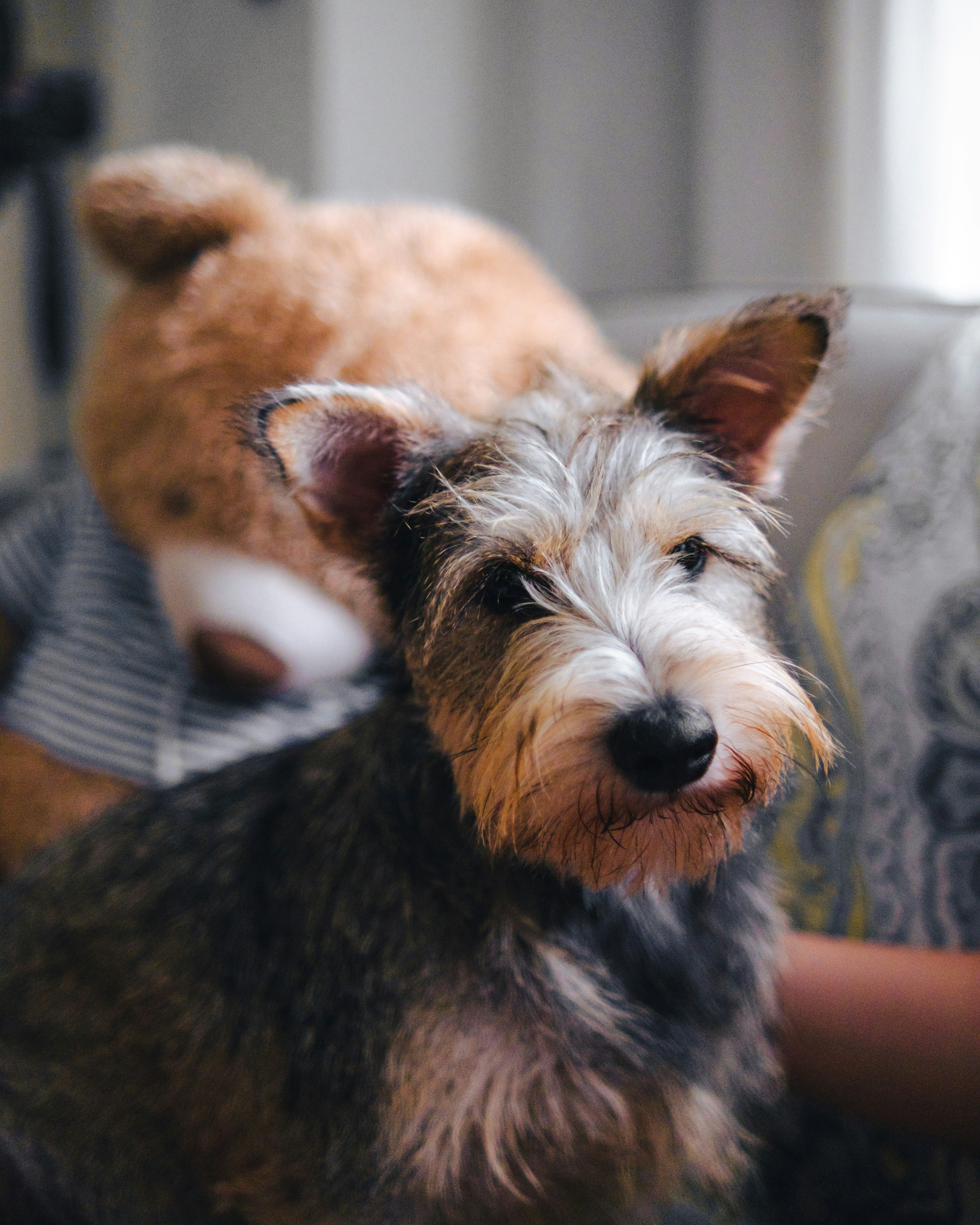 Curious Cairn Terrier Stare: Soft Focus Cozy Portrait on a Cushioned Sofa