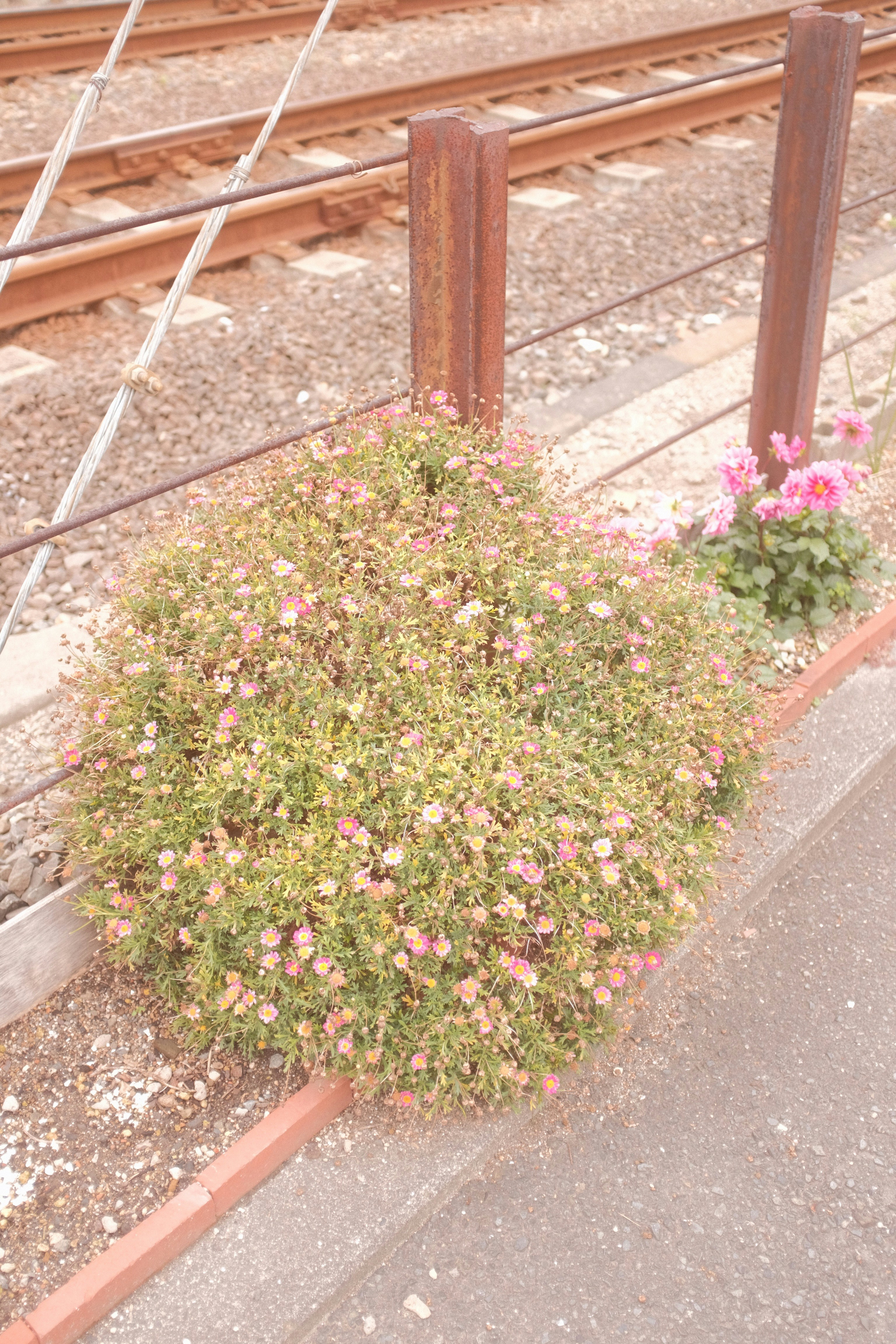 red and white flower on brown wooden fence