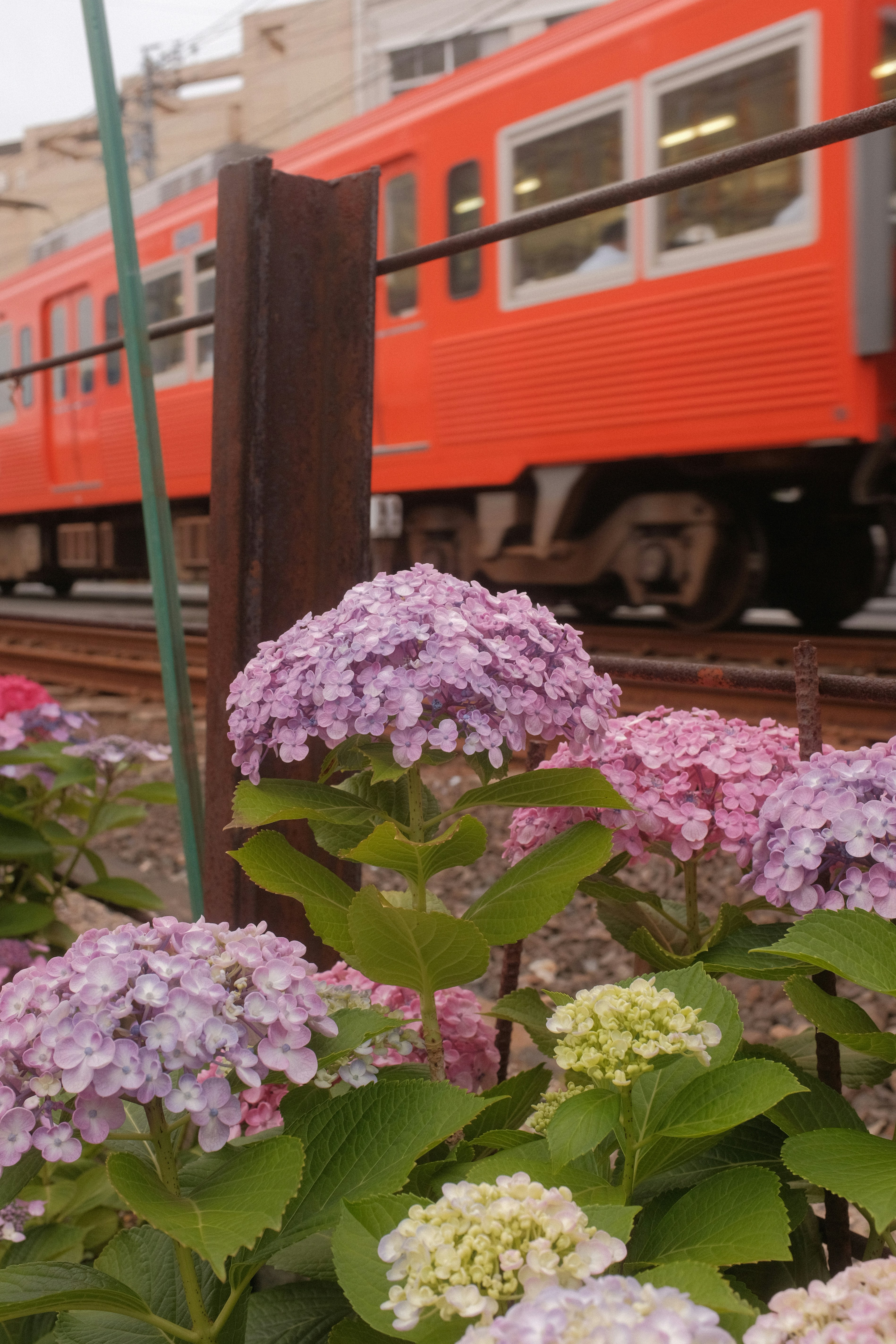 pink and white flowers on black steel frame