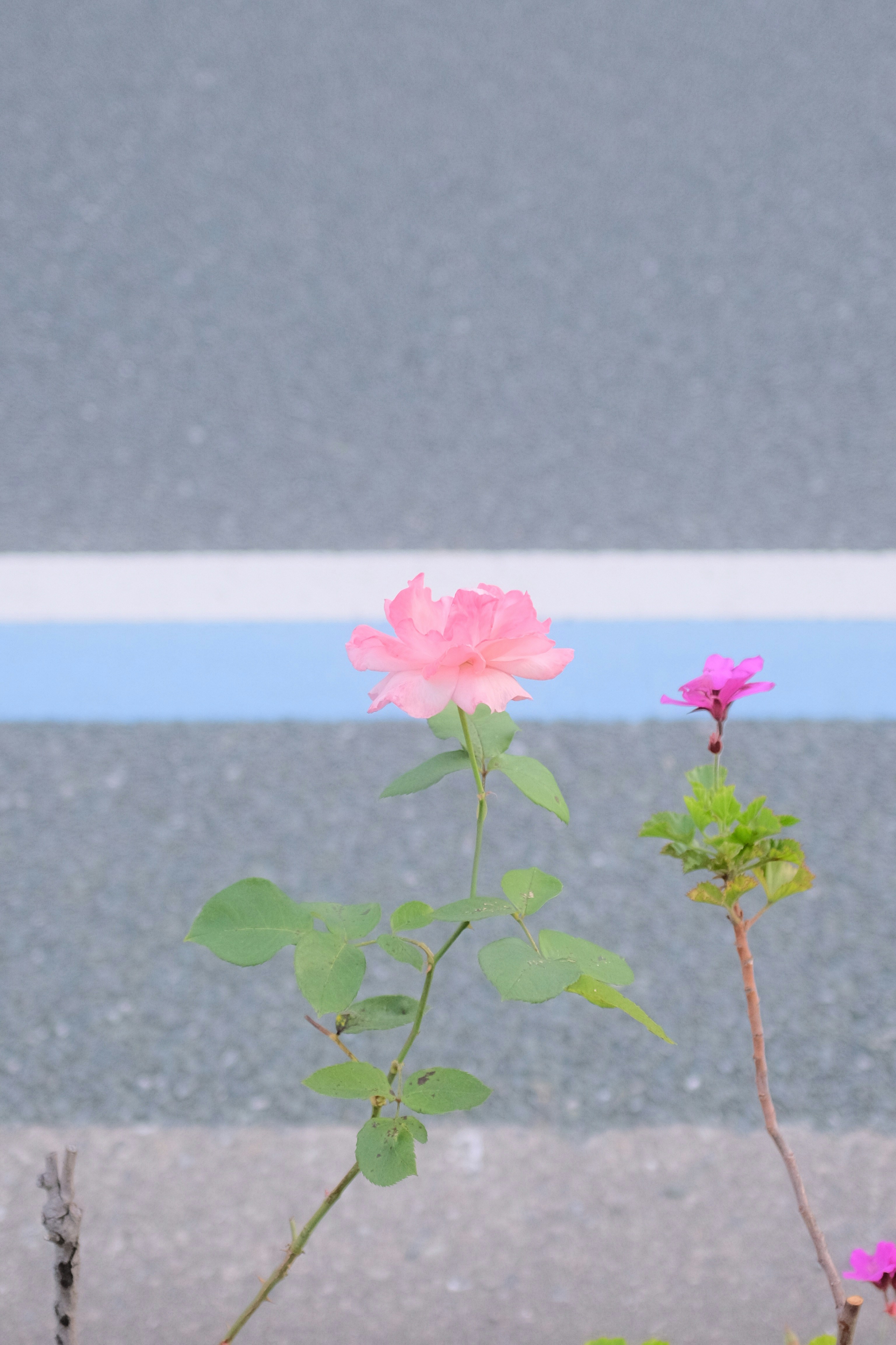 pink flower with green leaves
