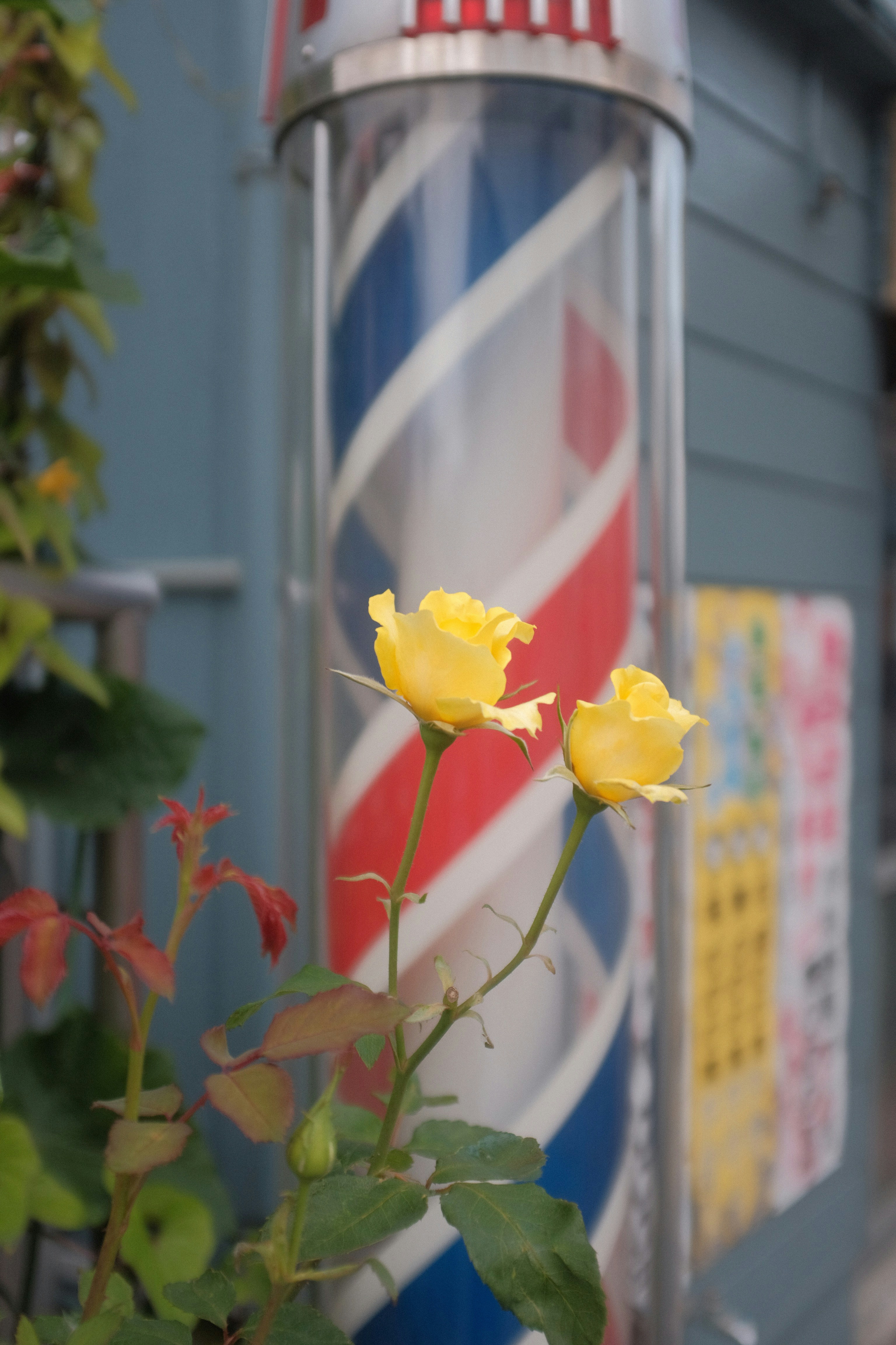 Two yellow roses bloom in front of a classic barber pole, creating a vibrant juxtaposition of nature and nostalgia.