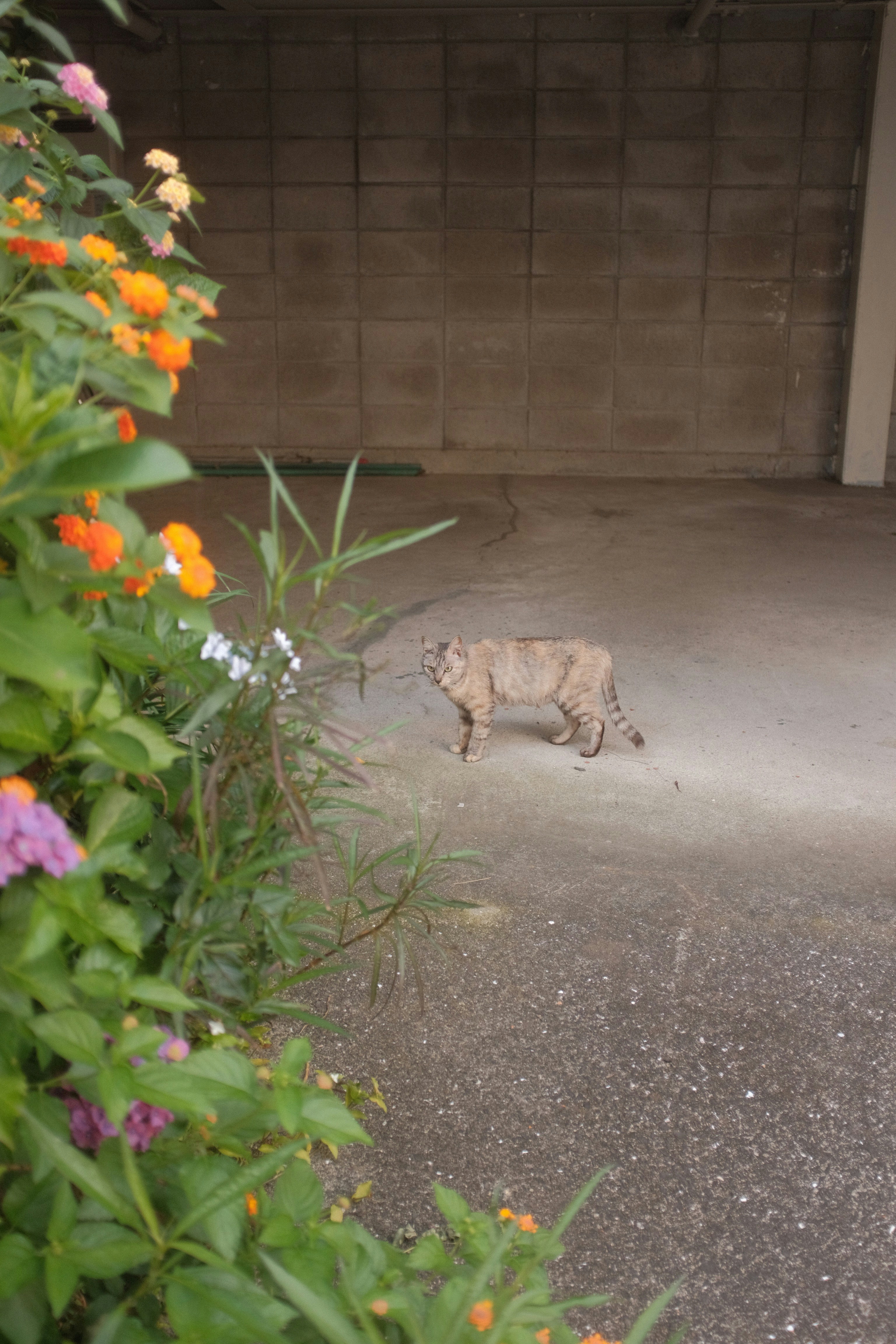Sunlit tabby patrolling a bloom-framed driveway