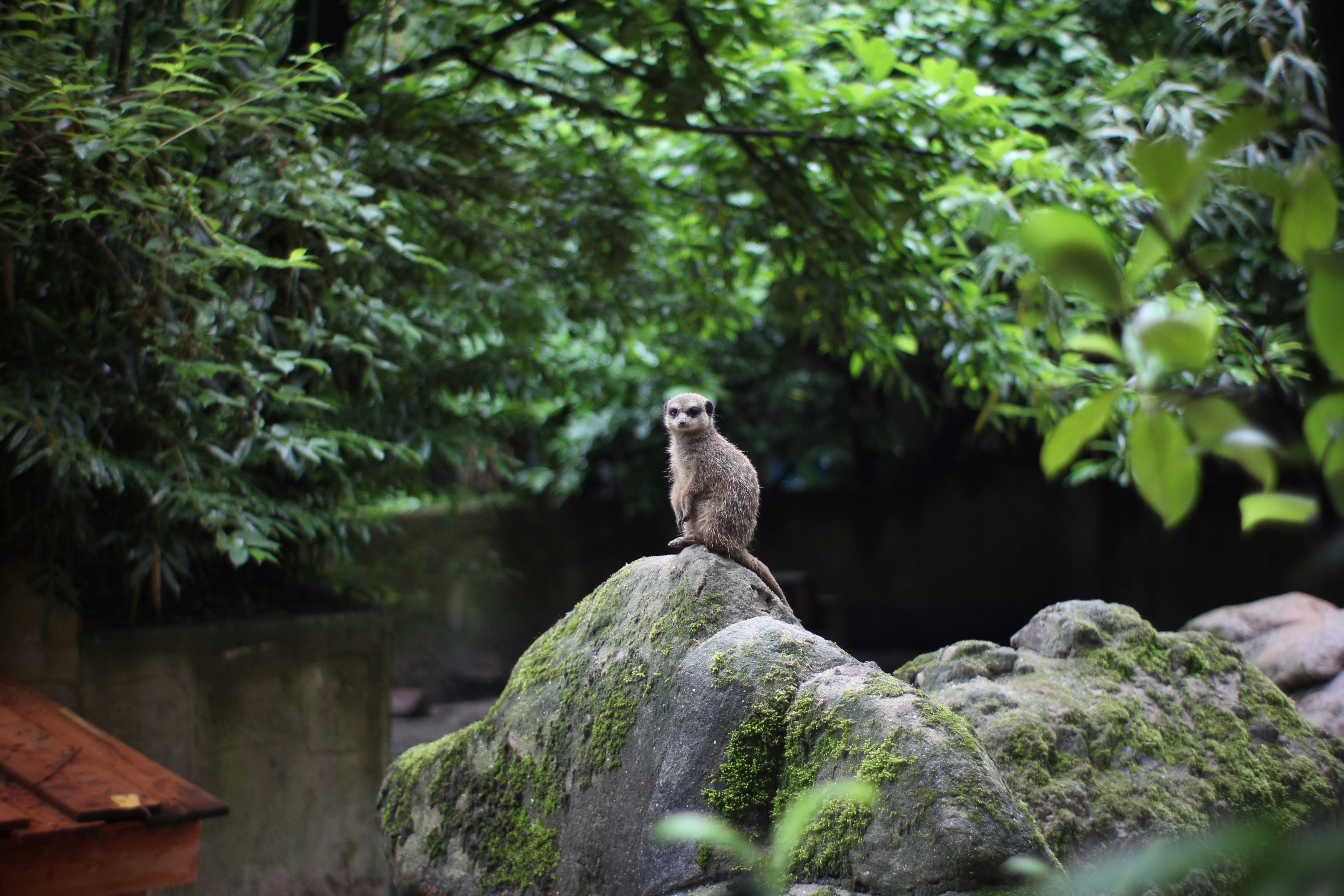 Brown and white owl perched on a moss-covered rock in a lush forest setting.