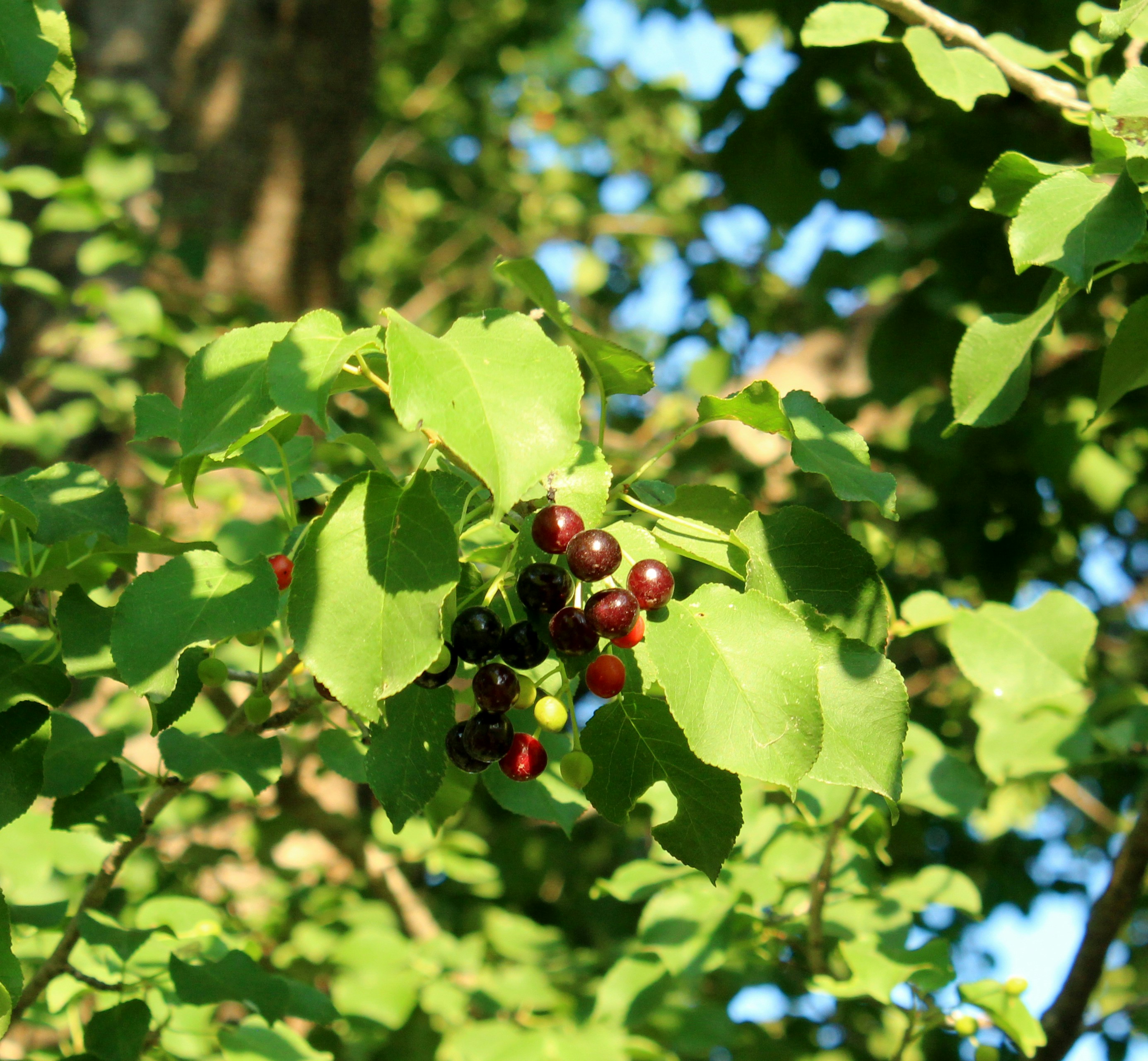 Sunlit Cluster of Dark Berries Nestled in Lush Greenery