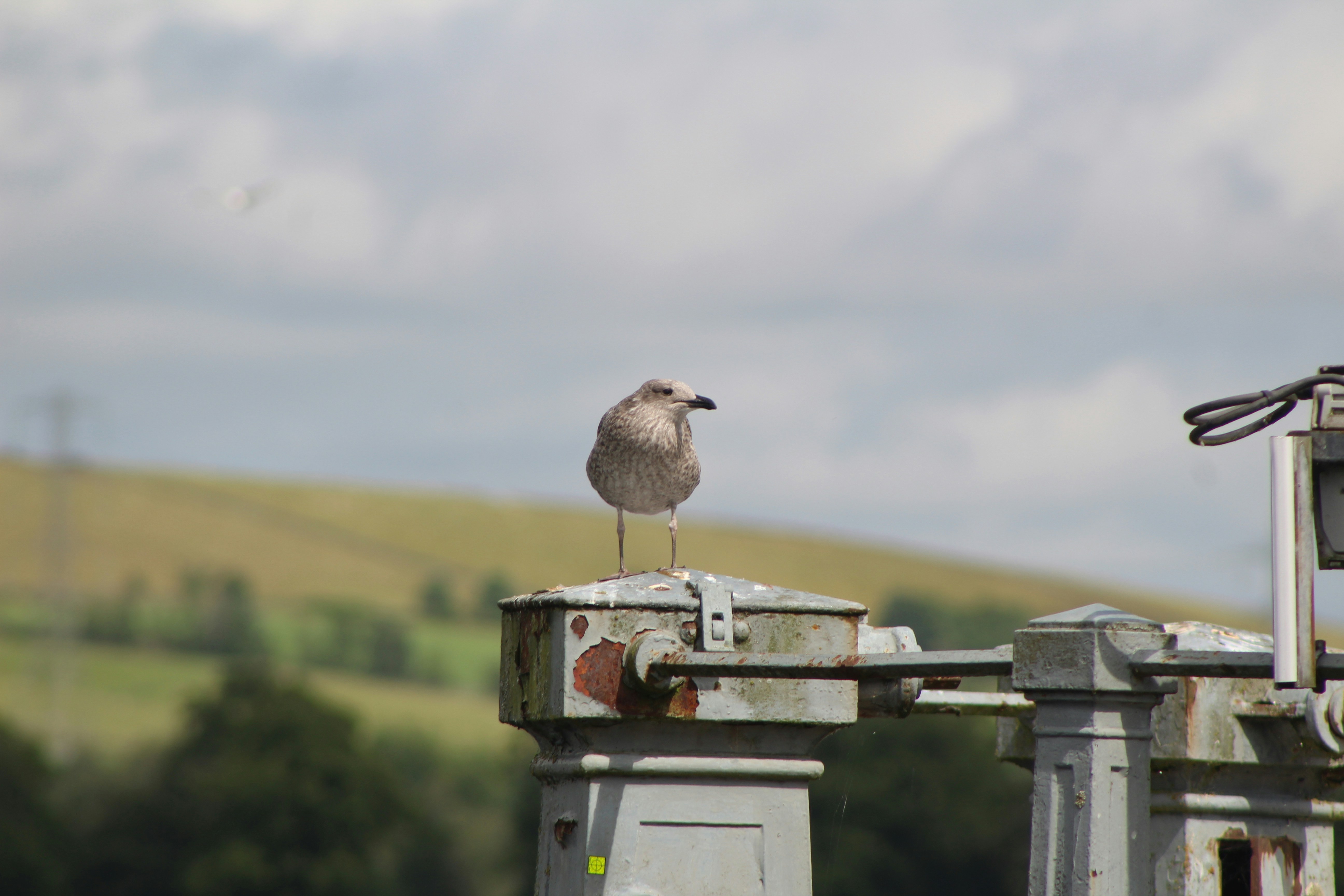 Seagull Perched on Industrial Outcrop
