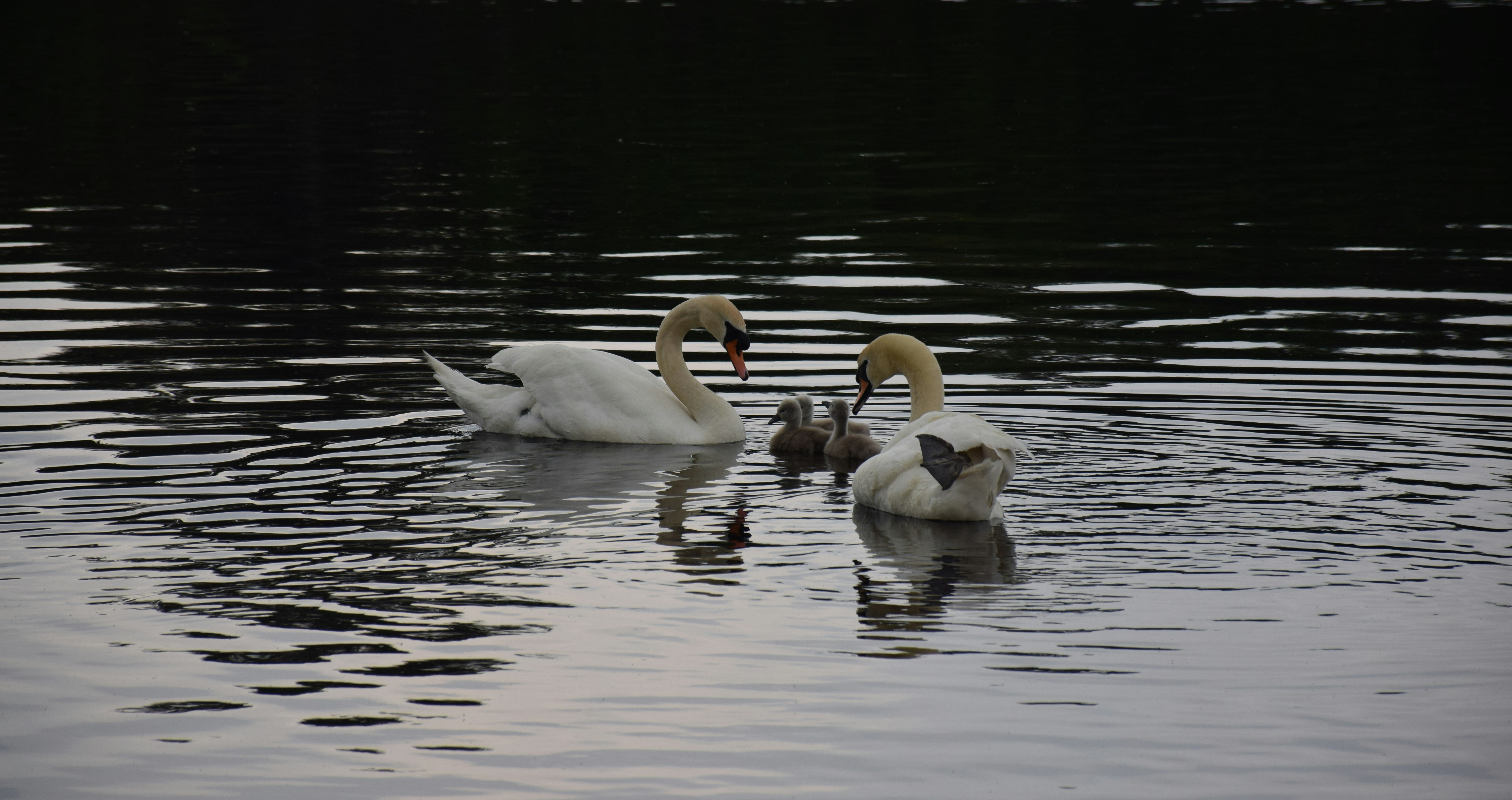 White swan on water during daytime photo – Free Ireland Image on Unsplash
