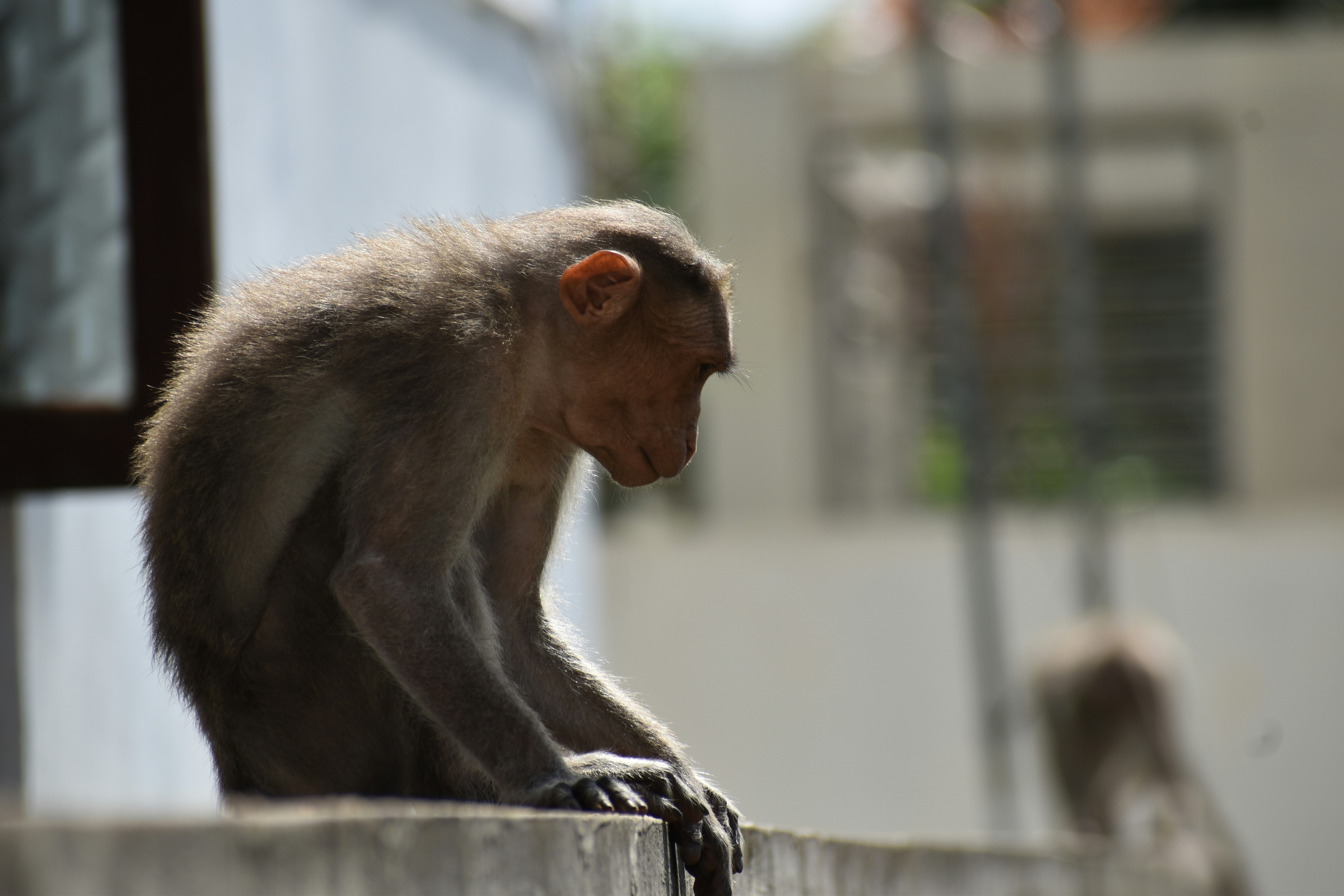 Contemplative Monkey in Urban Habitat