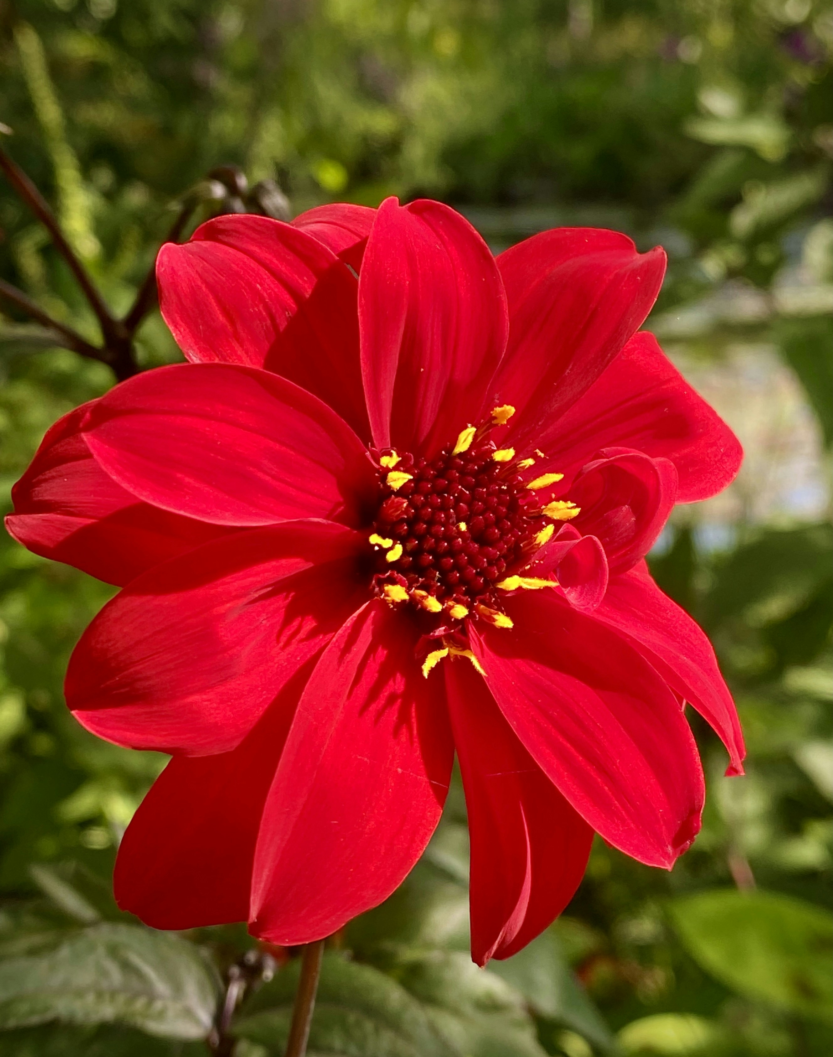 Vibrant red flower with intricate yellow stamens set against a lush green backdrop.