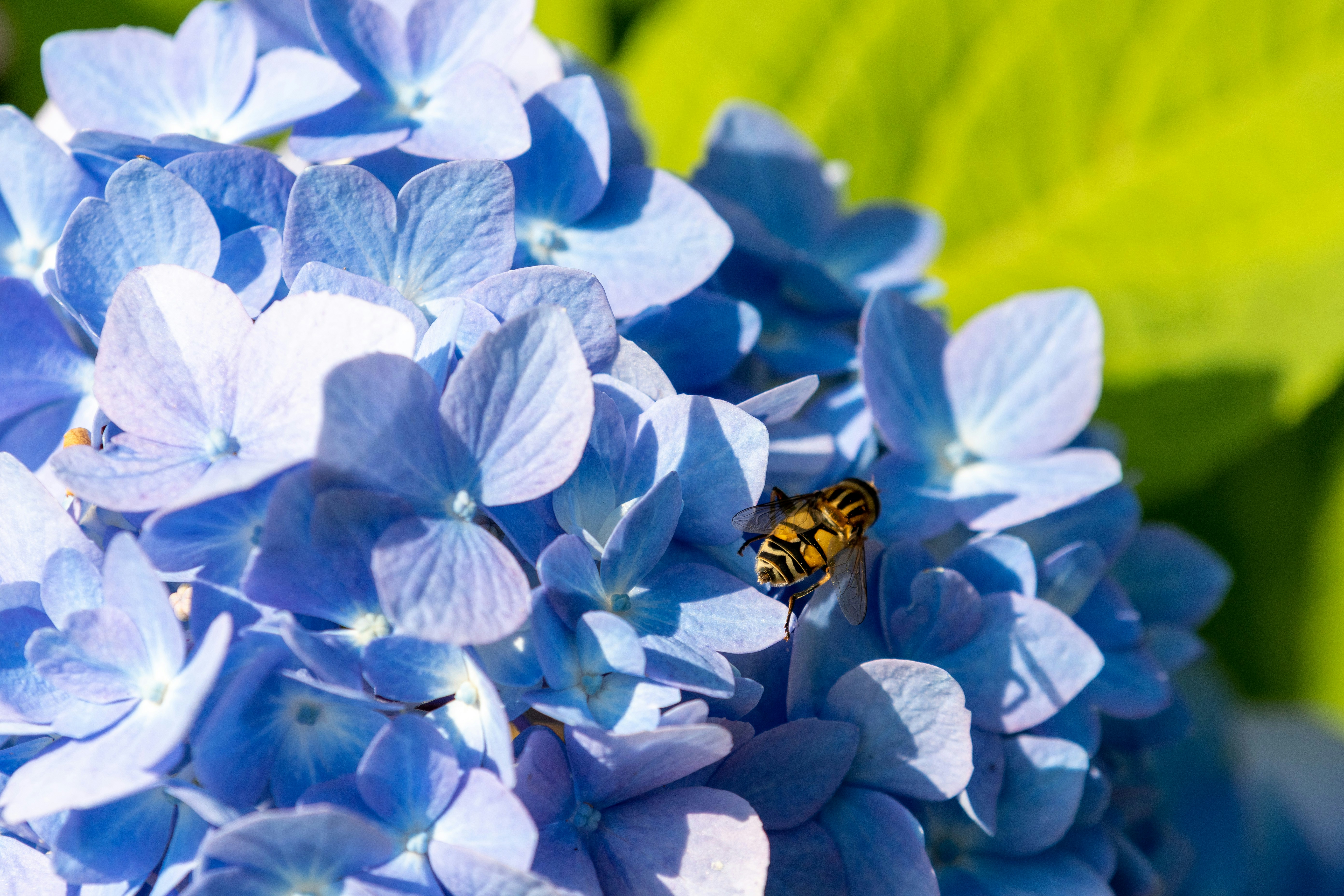 Bee Among Blue Hydrangea: A Sunlit Moment of Pollination