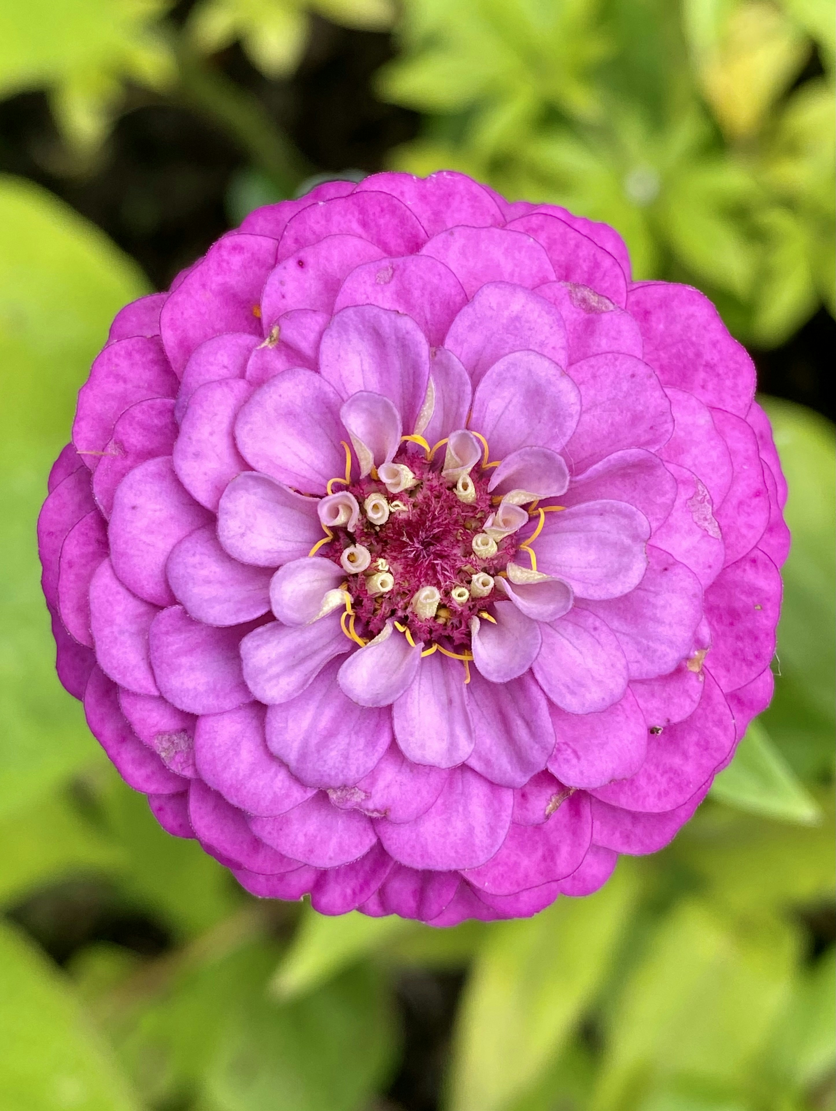 Close-up of a vibrant pink zinnia flower showcasing intricate petal layers and a central cluster of stamens.