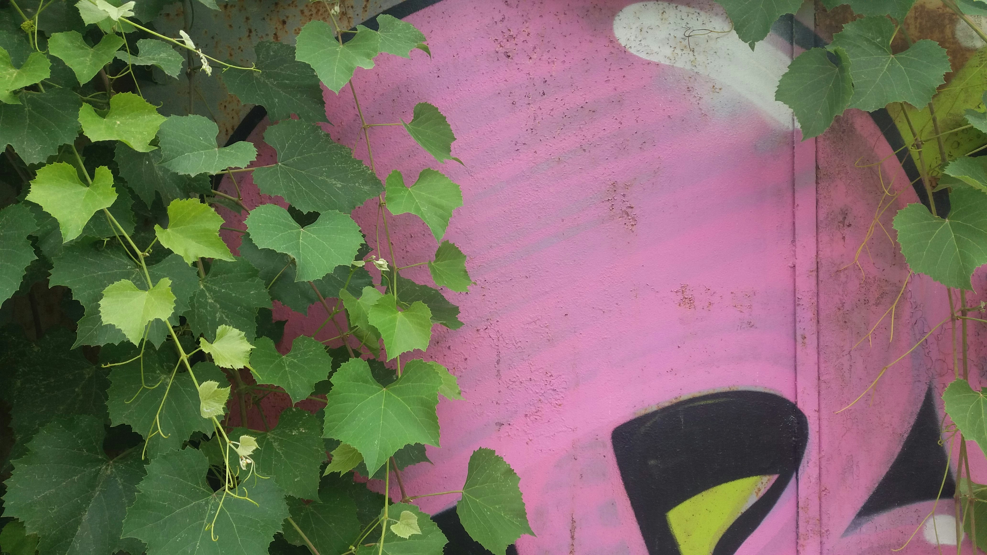 Pink Wall Graffiti Surrounded by Vines