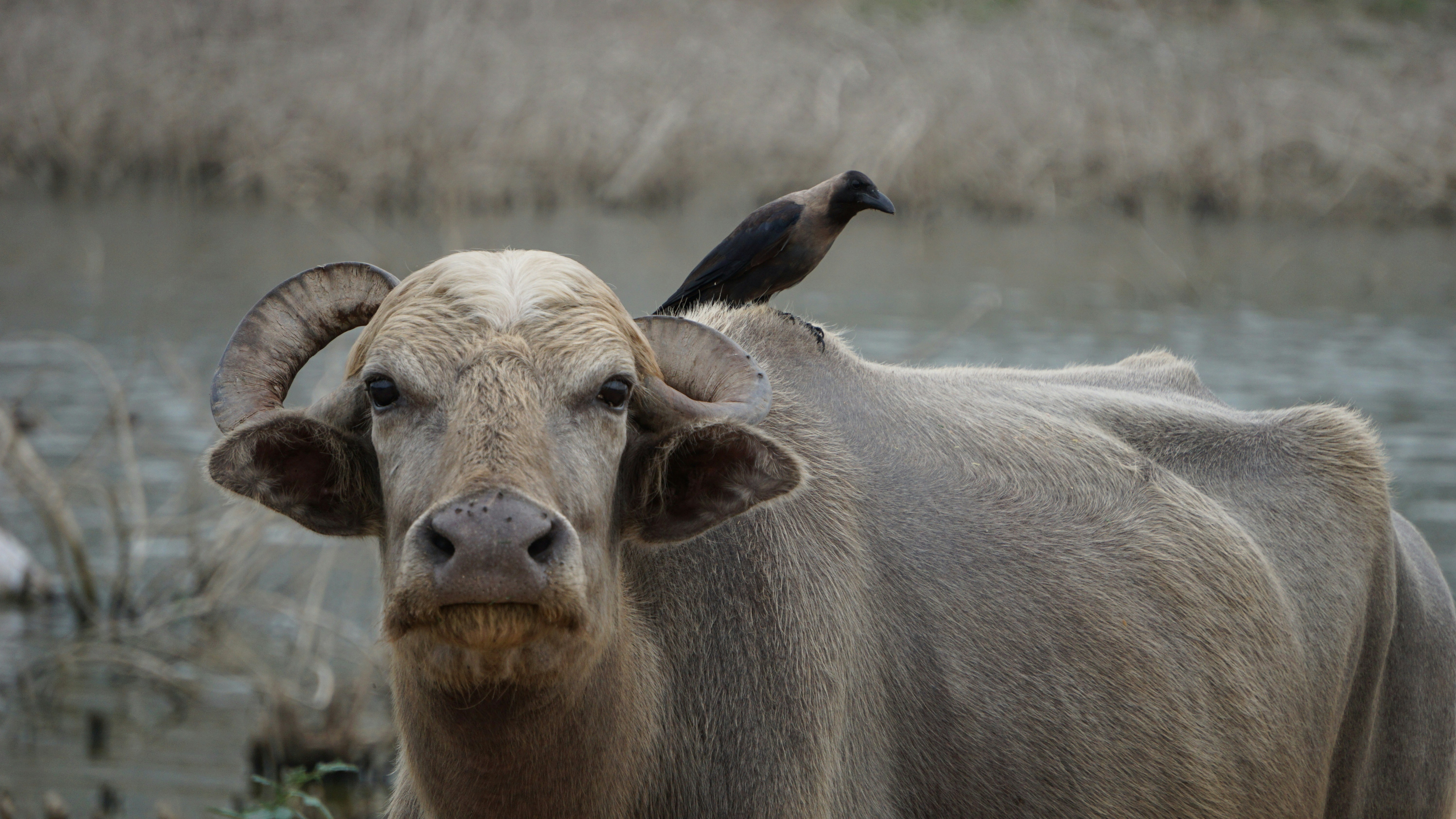 Riverside Sentinel: A Cow, a Bird, and a Moment of Quiet