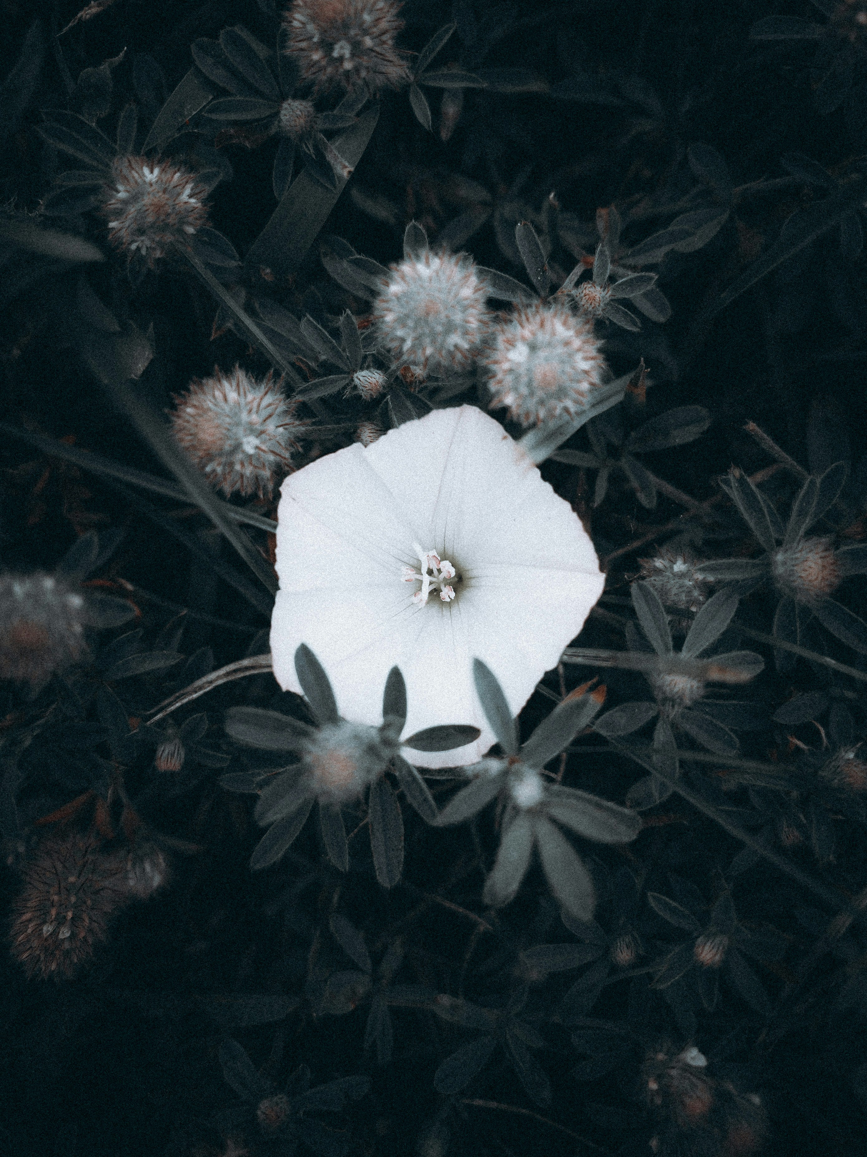 white flower on brown and green leaves