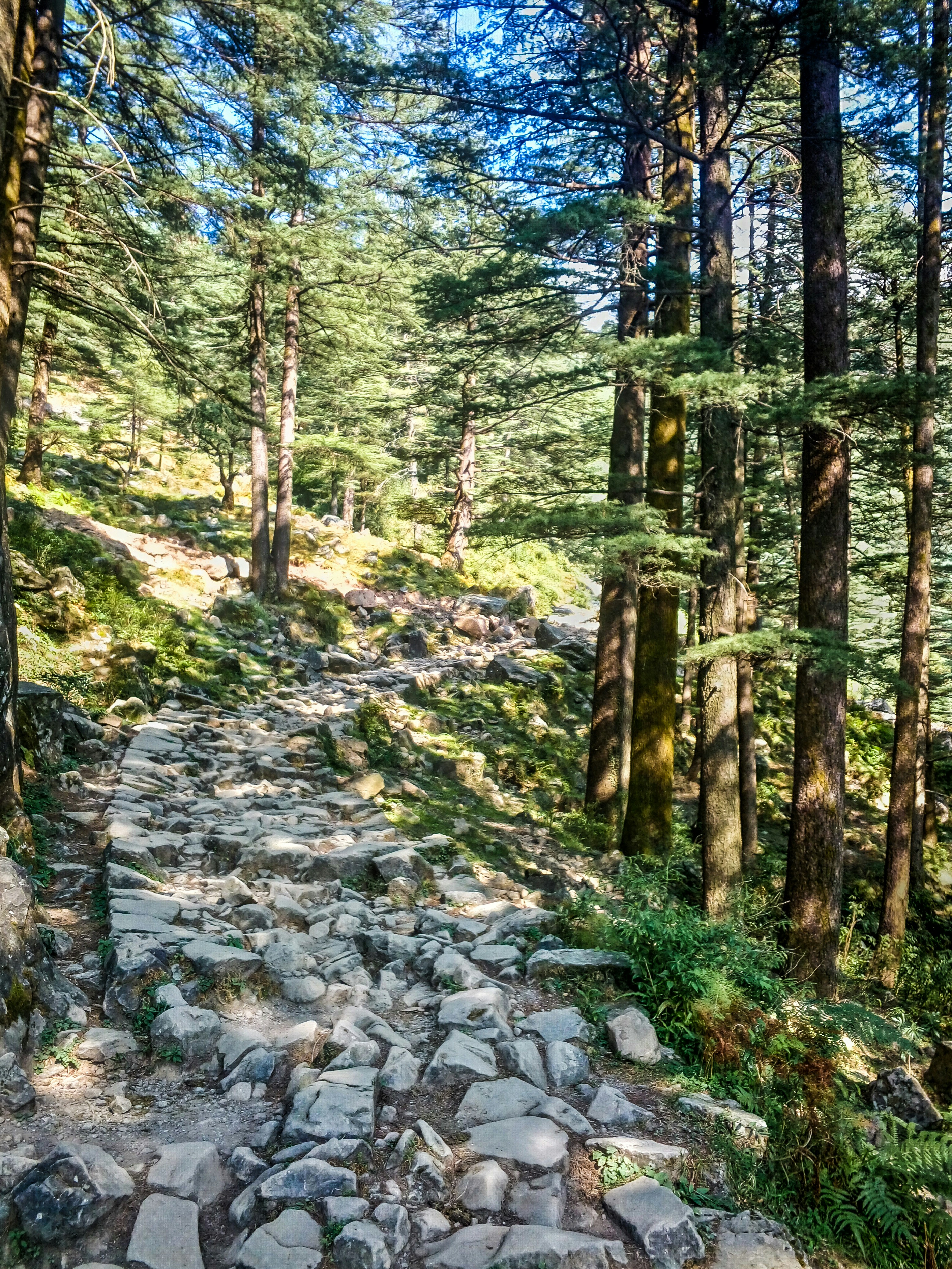 Green trees and rocks during daytime photo – Free Mcleod ganj Image on ...