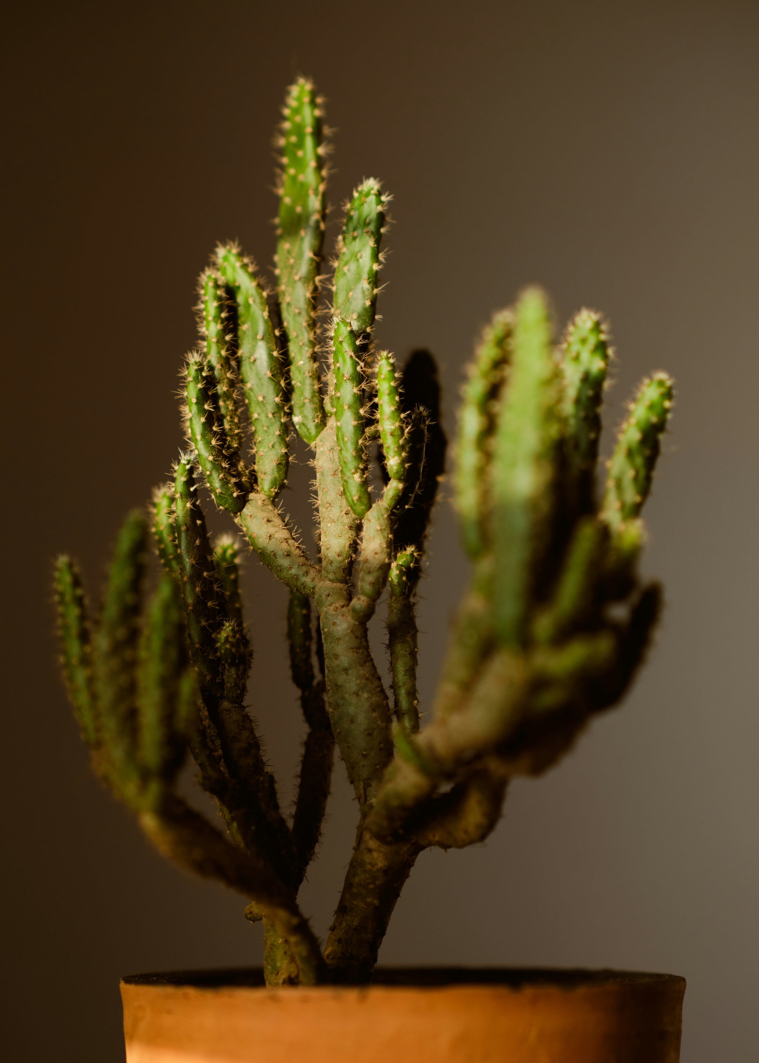 Gilded Cactus under a Quiet Spotlight
