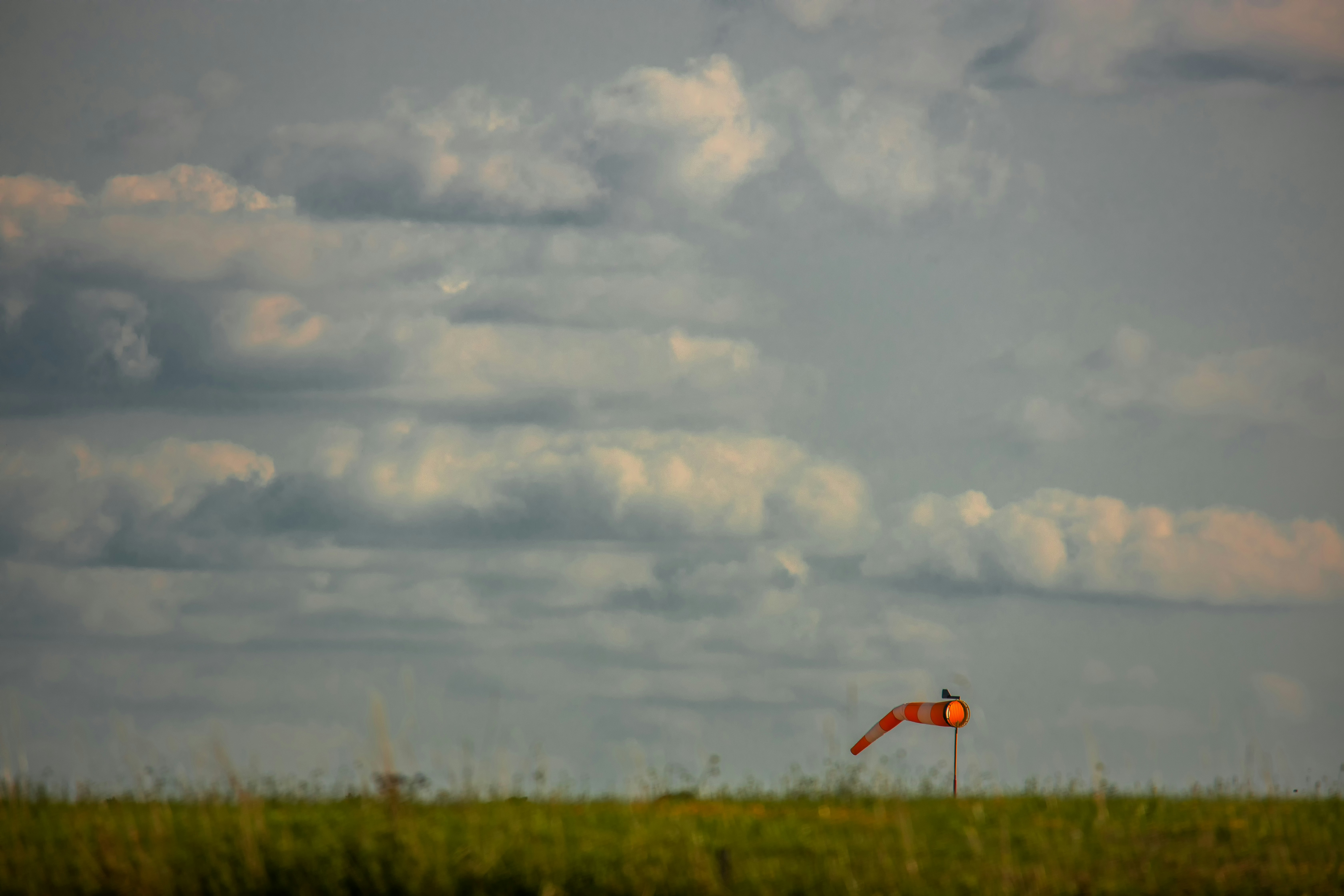 Red bird flying over green grass field under white clouds during ...