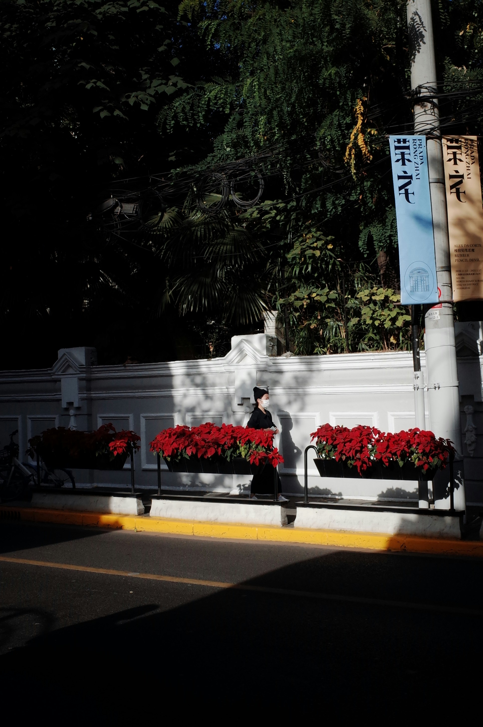 Masked passerby beneath a row of red blooms by the white wall