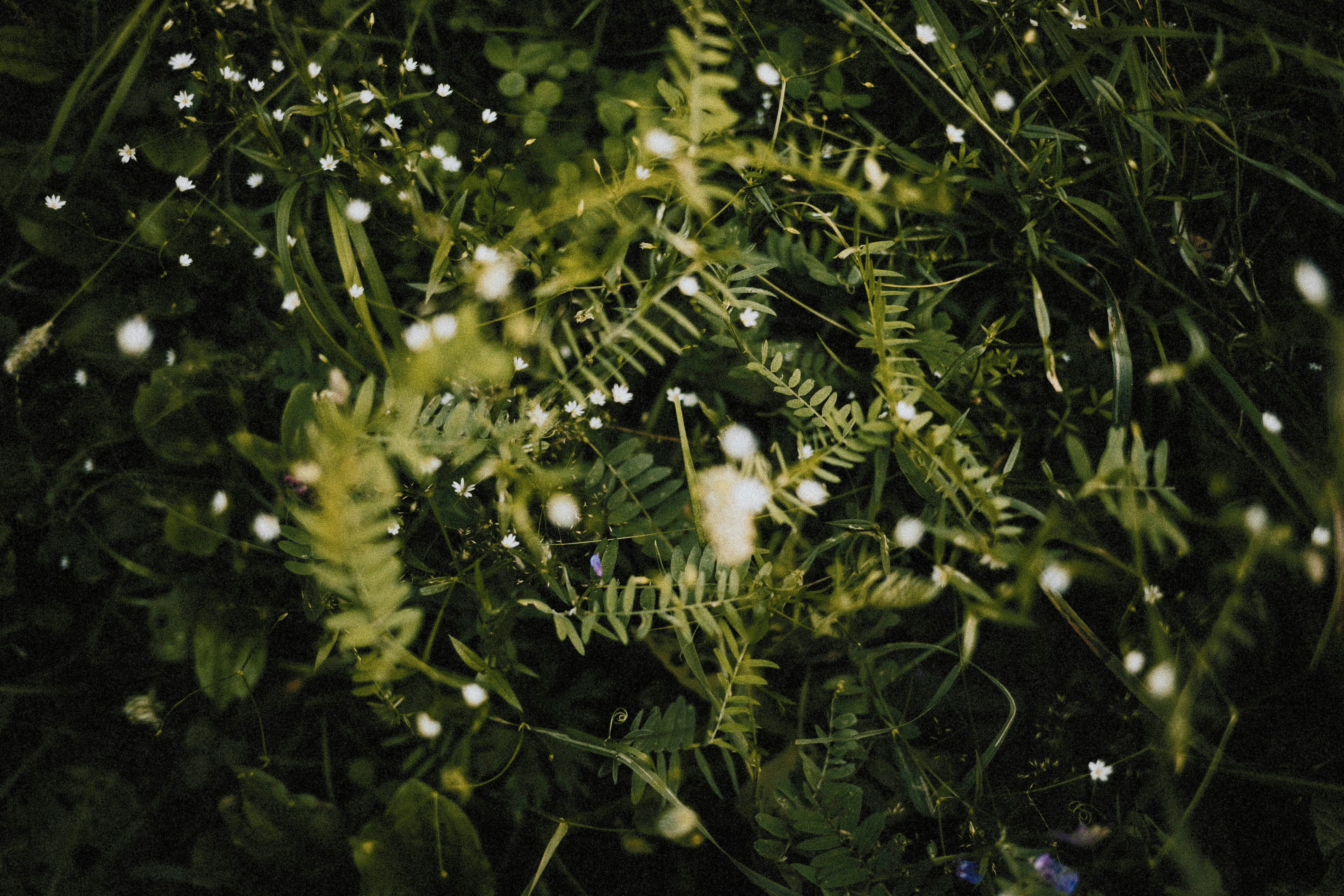 Flowers and leaves.