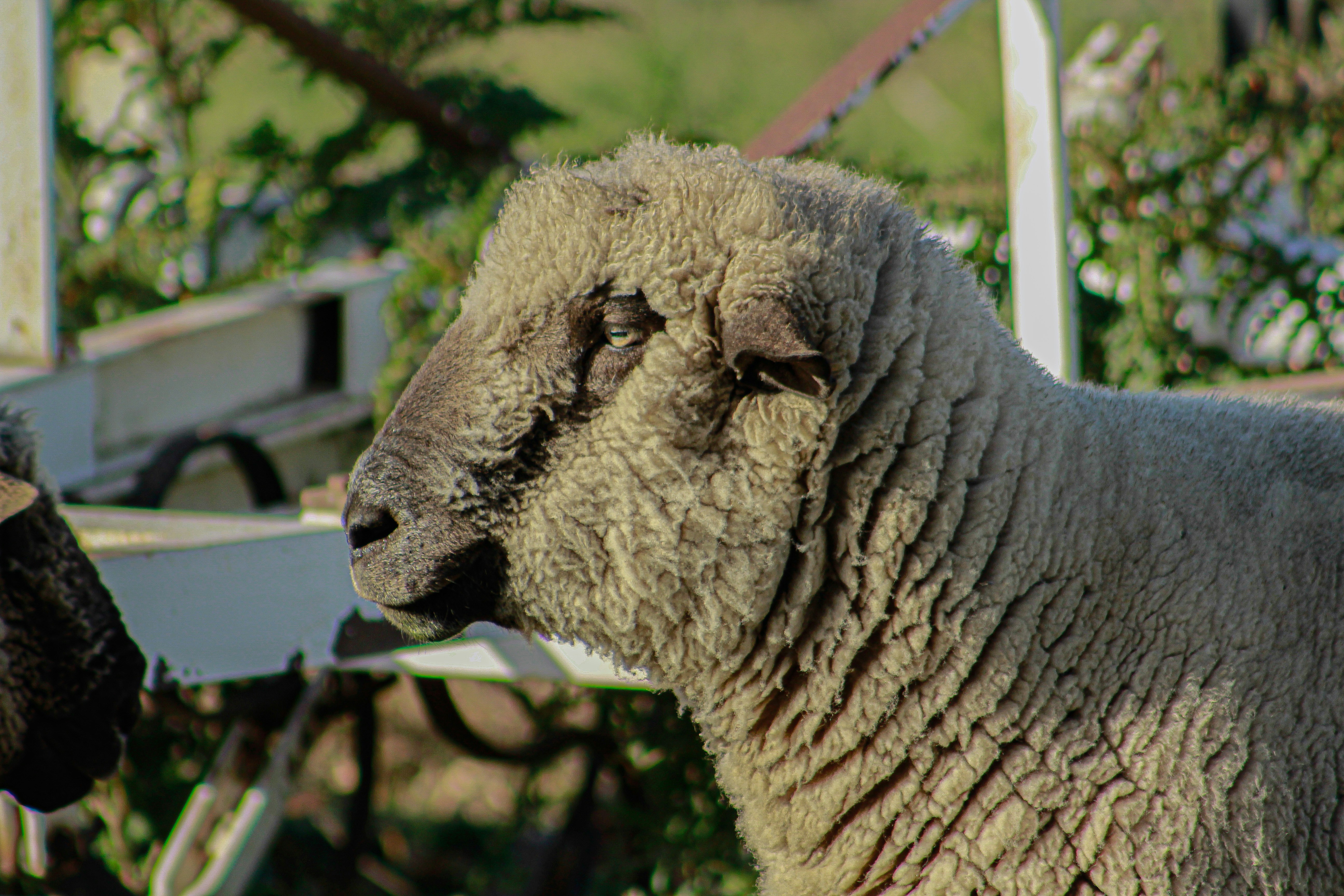 Wool and Watchful Gaze: A Close-Up Portrait of a Farm Sheep