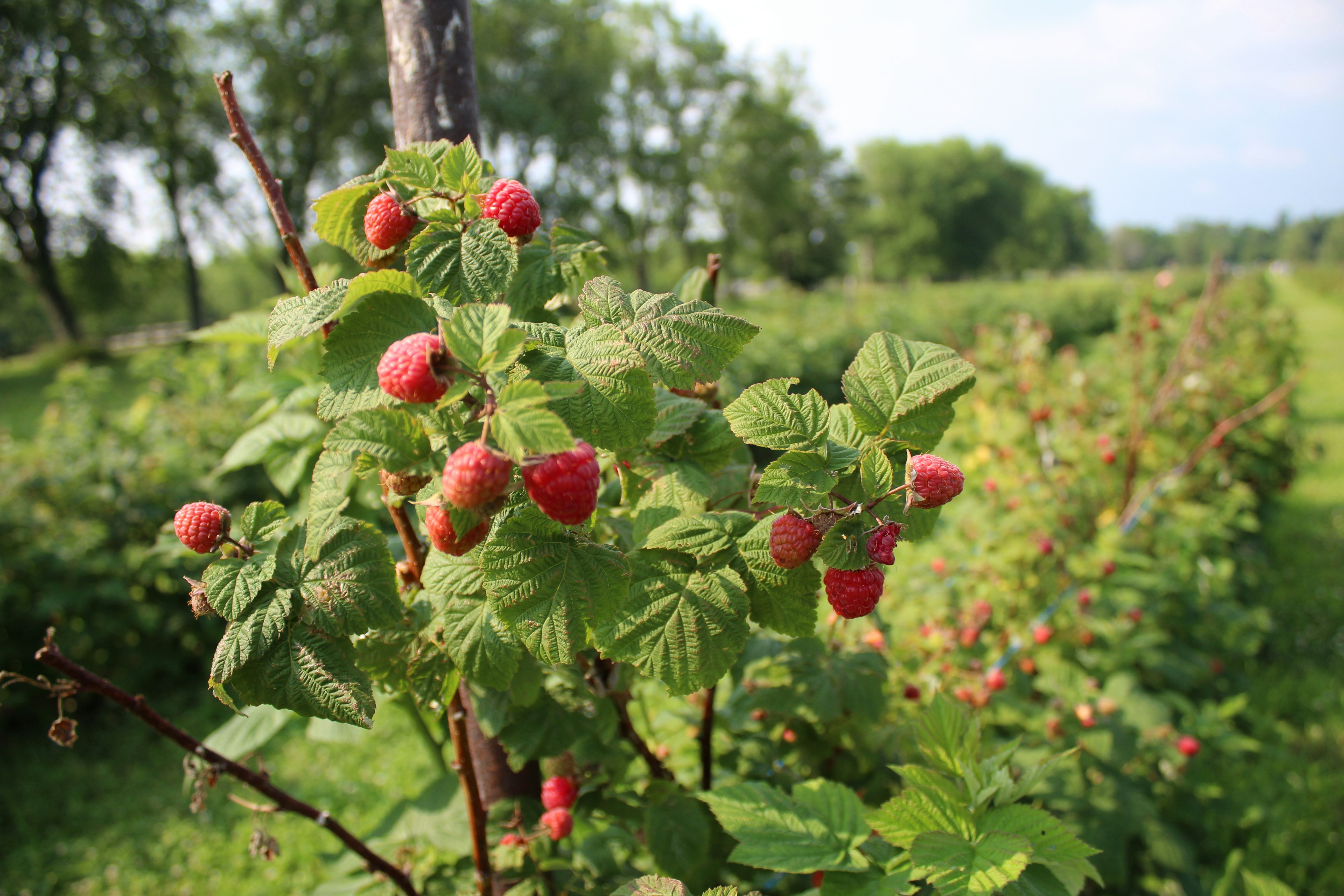Raspberry Bunch on a Sunlit Canopy