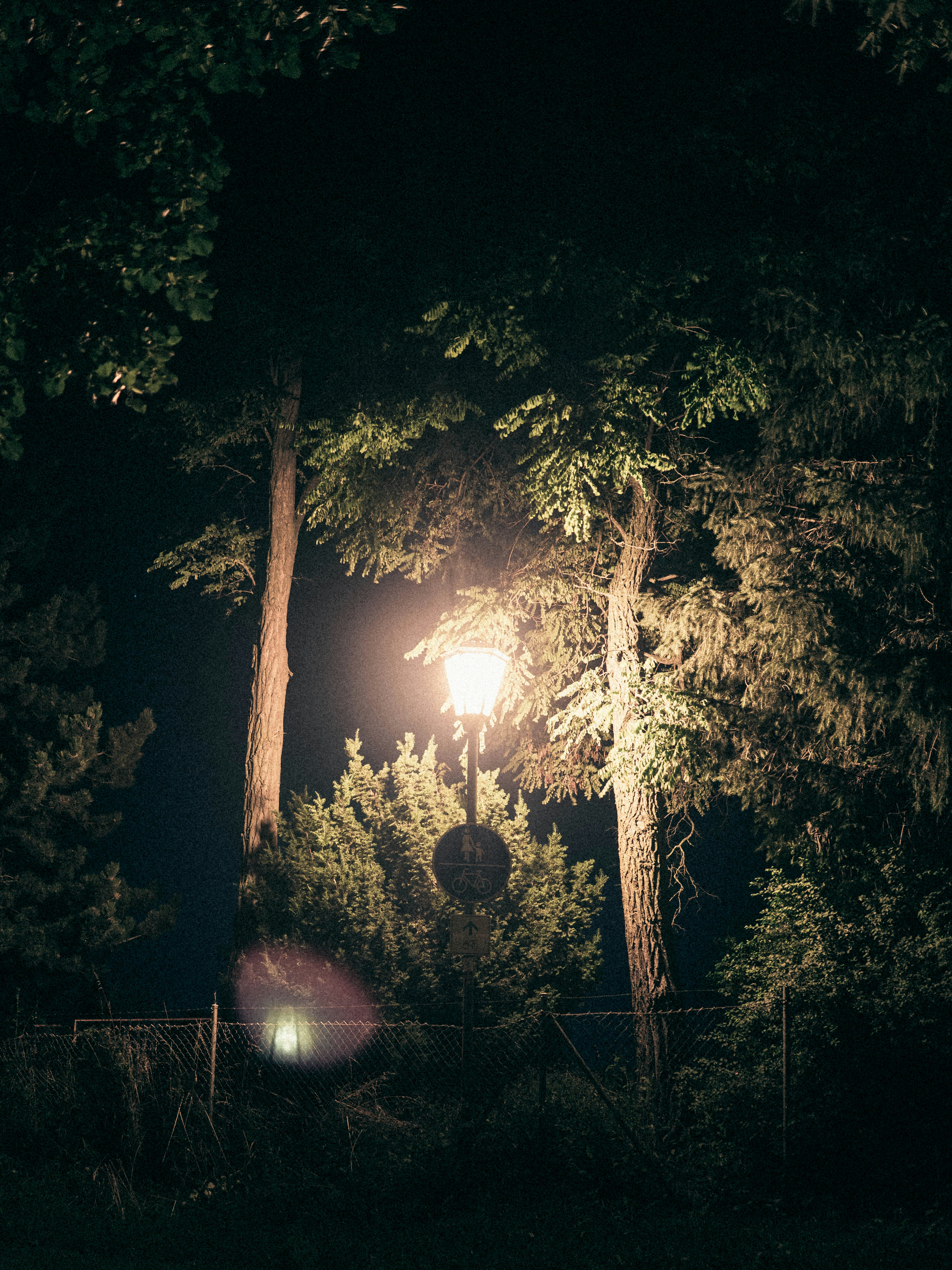 A vintage street lamp stands amidst tall trees, casting a warm glow against the dark backdrop of night. A nearby sign adds context to the serene scene.