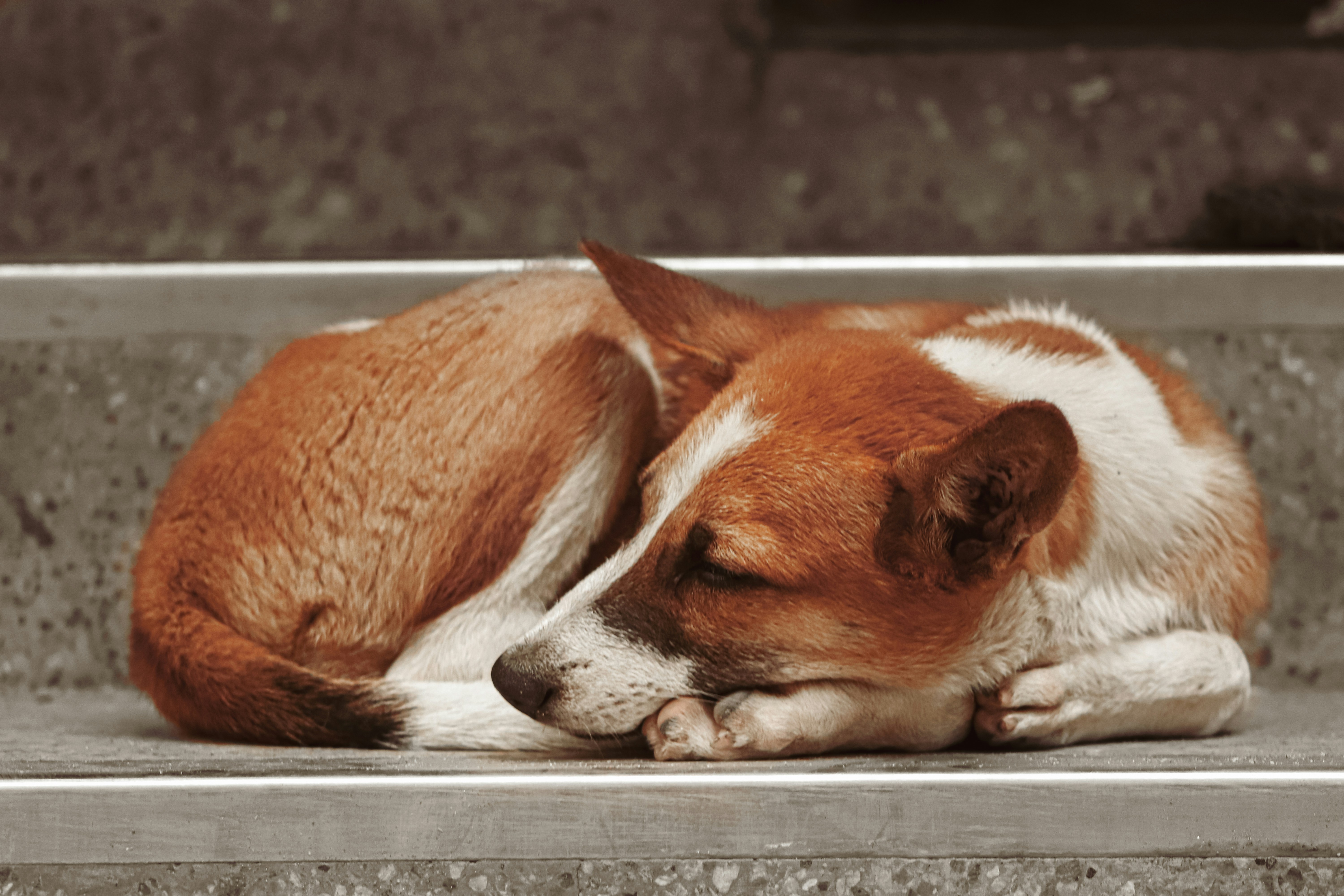 Brown and white short coated dog lying on ground photo – Free Dhaka ...