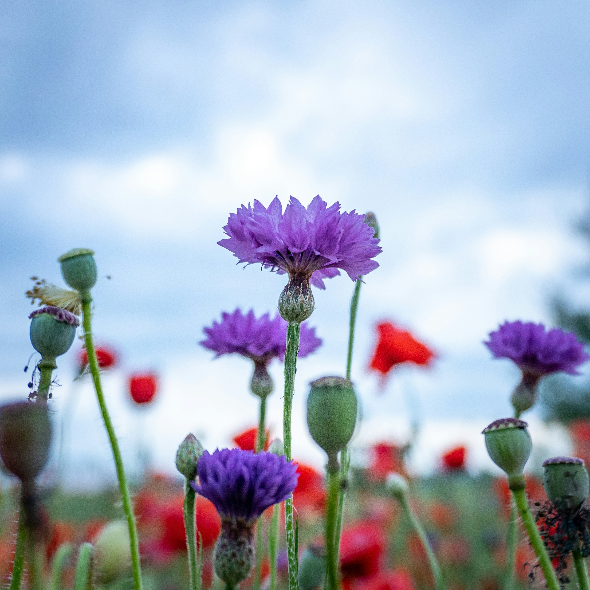 Purple Campsis Bloom Rising Above a Field of Evening Poppies