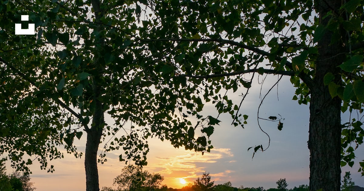 Green Grass Near Body Of Water During Sunset Photo Free Nature Image