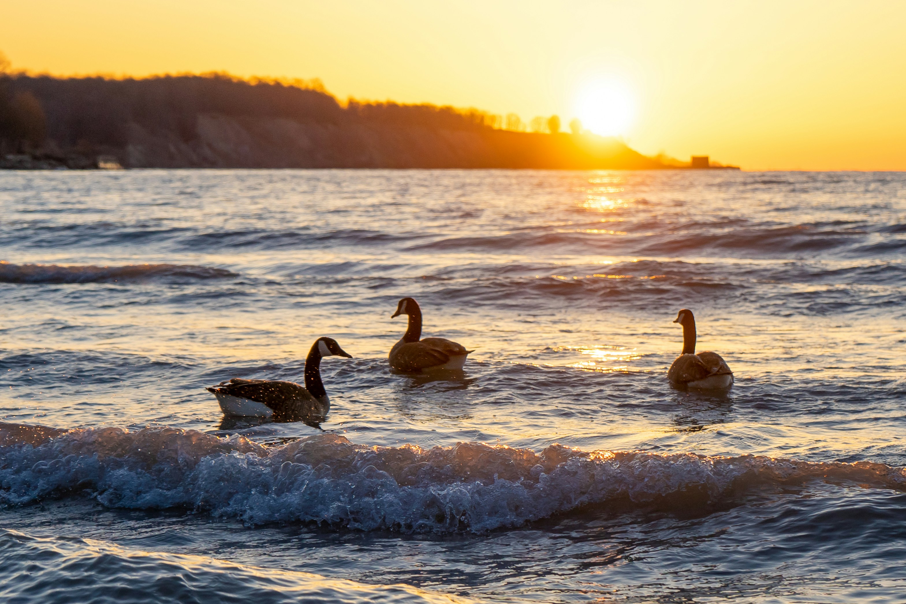 Three Swans on a Sunset Wake