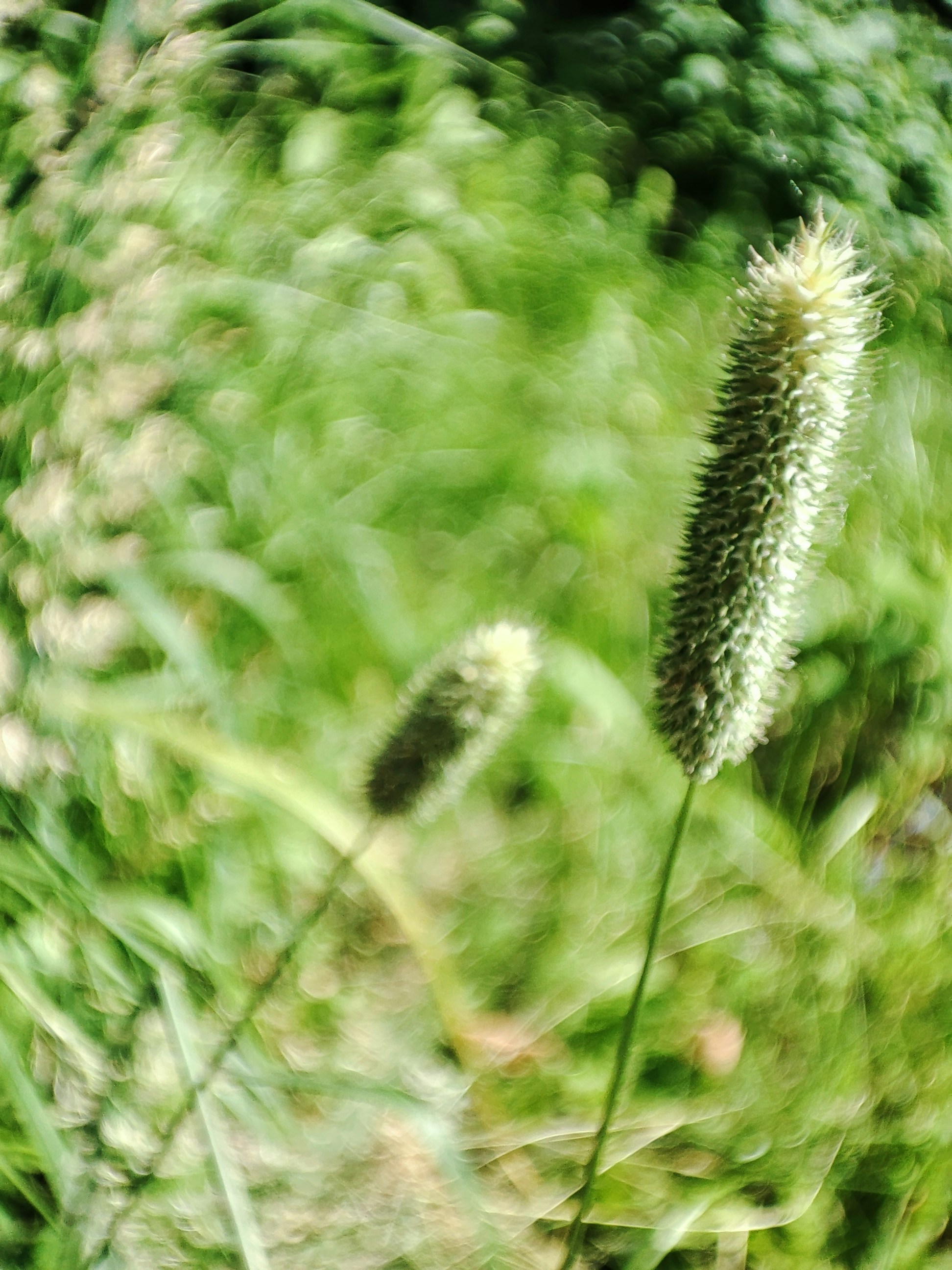 Two tall grass stalks swaying gently in a lush green backdrop, capturing the essence of a sunlit meadow.
