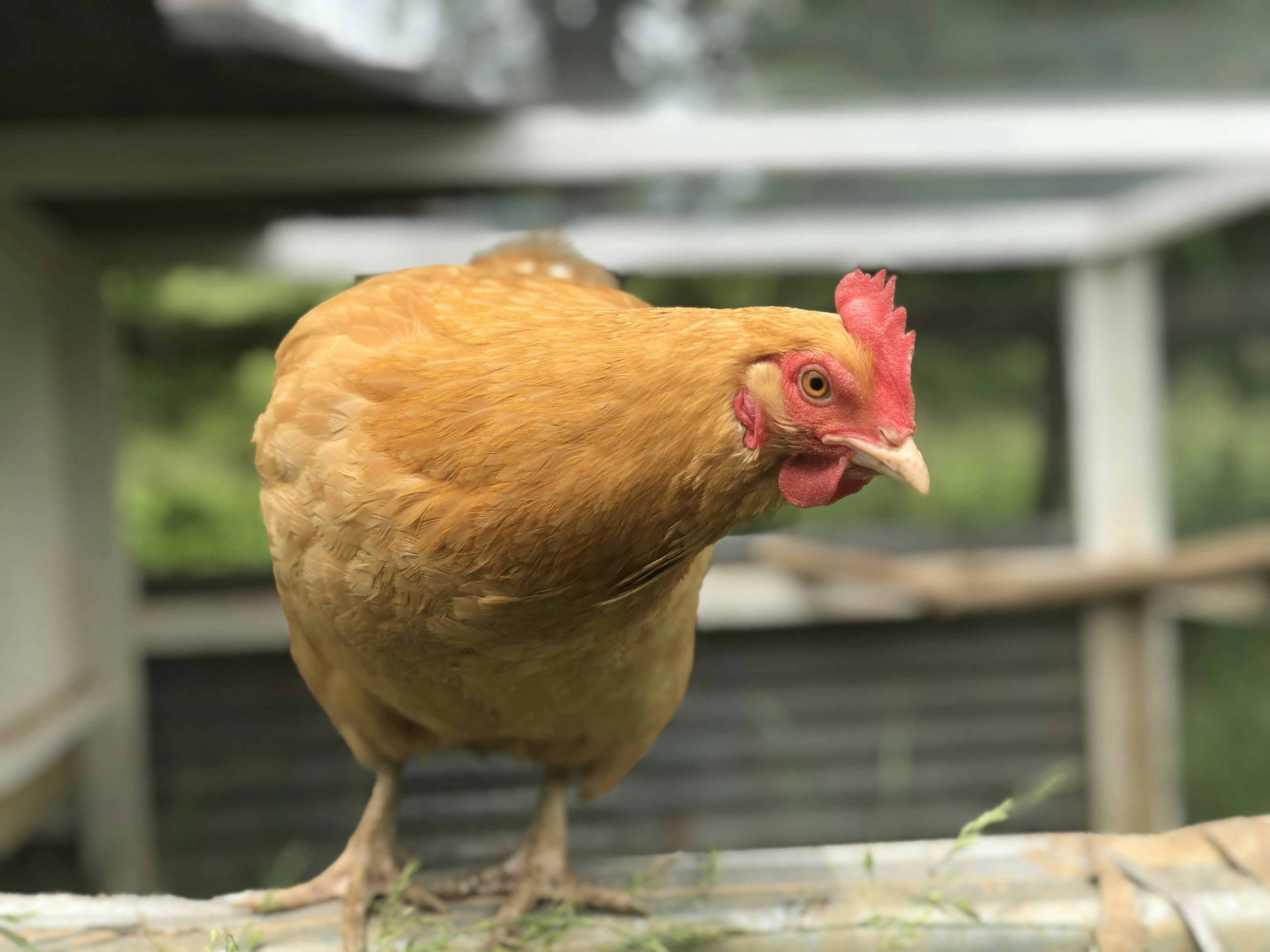 Sunlit Golden Hen at the Coop Threshold