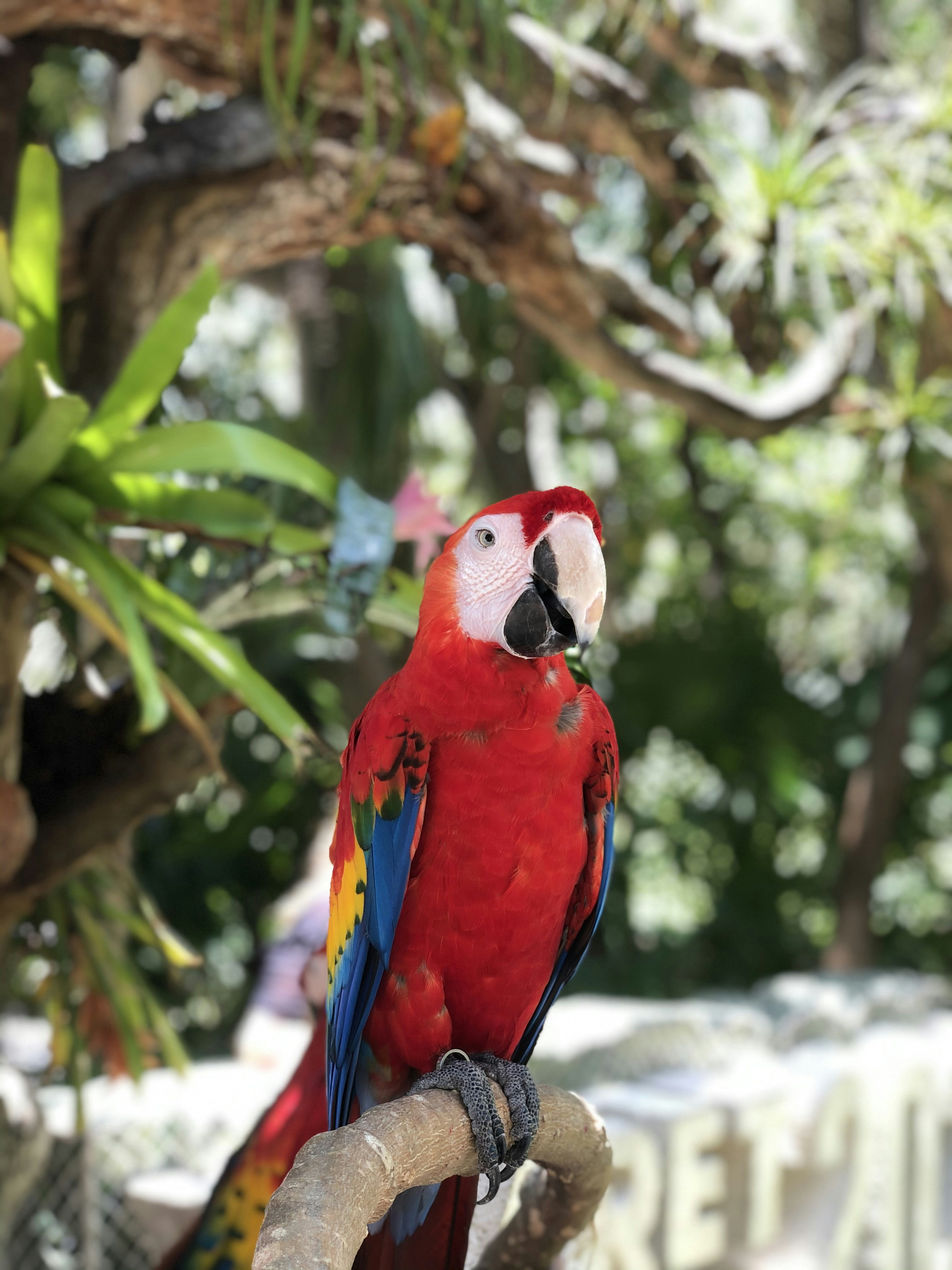 red blue and green macaw