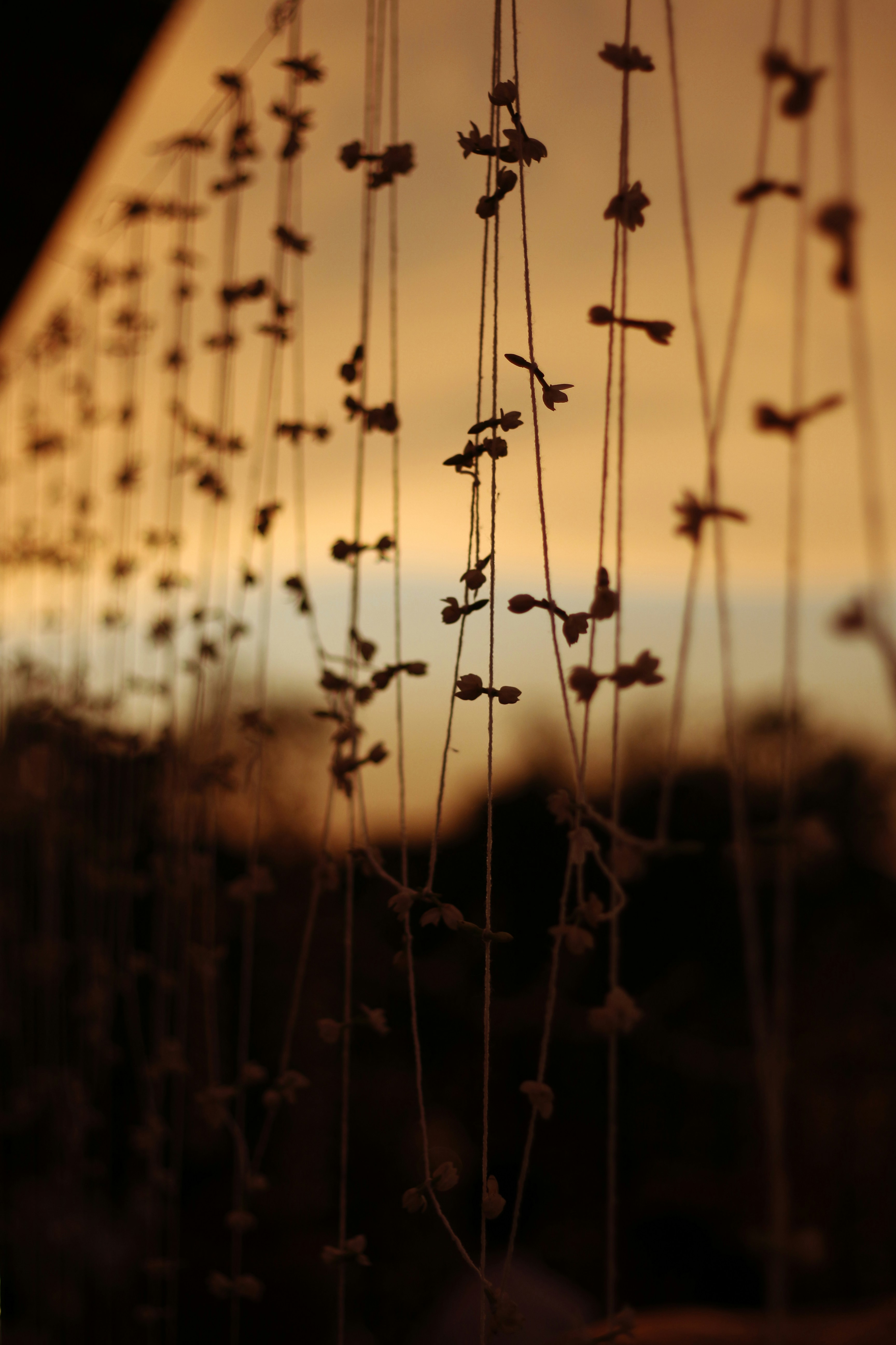 Sunset Strings: Silhouettes of Budding Vines Against a Golden Horizon