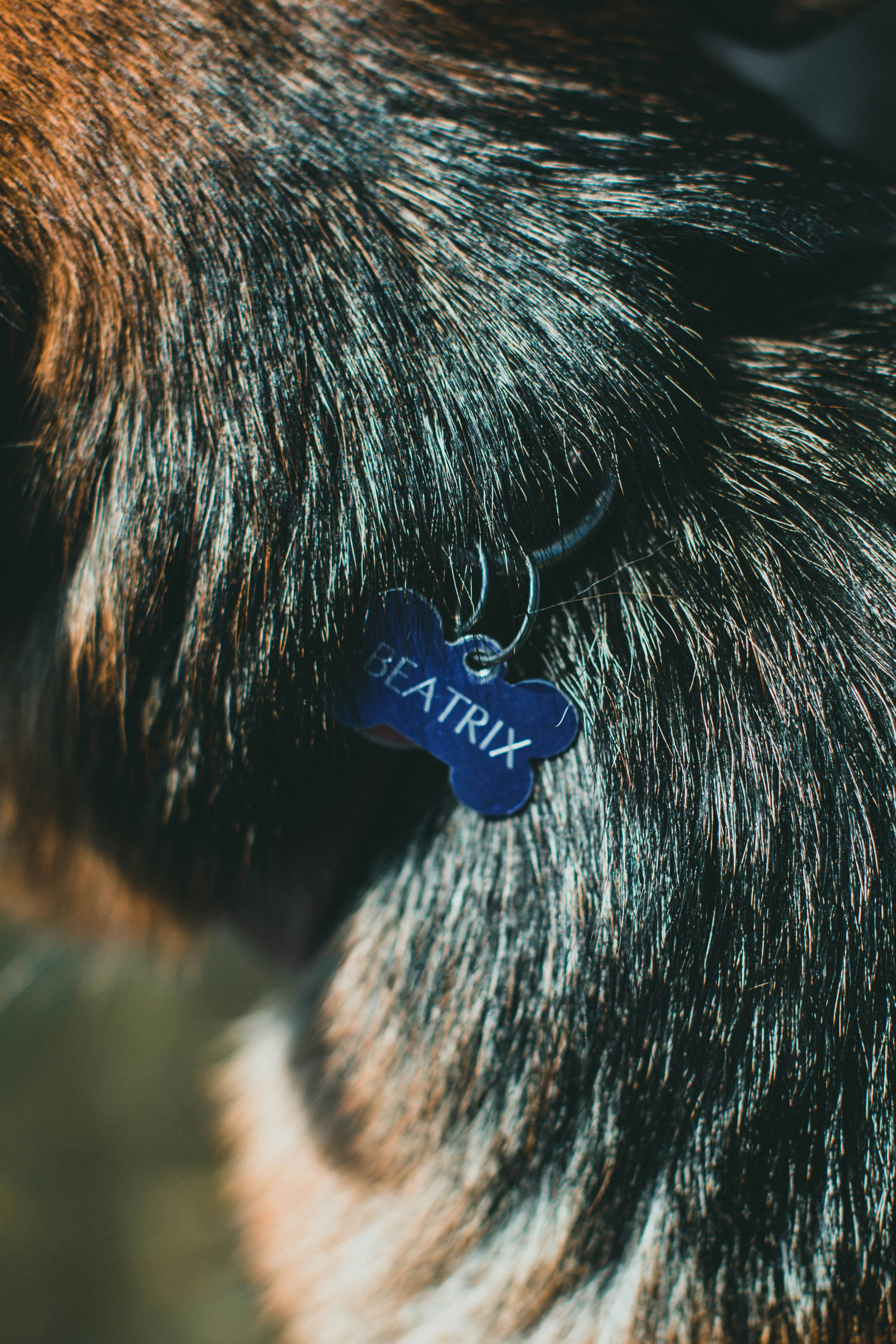 Blue bone tag glints among glossy fur