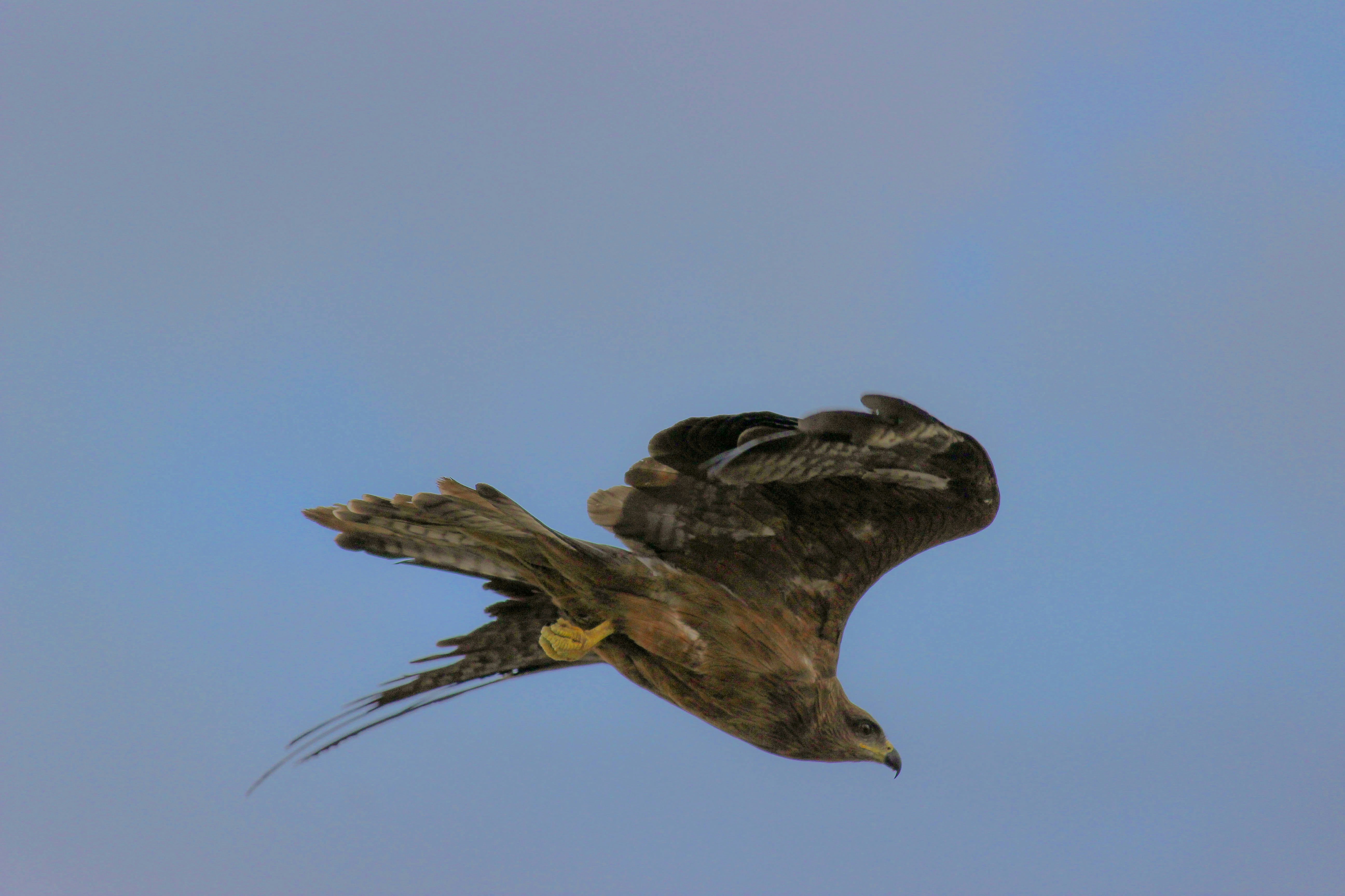 A Peregrine in the Blue: Crisp Dives Above an Open Sky