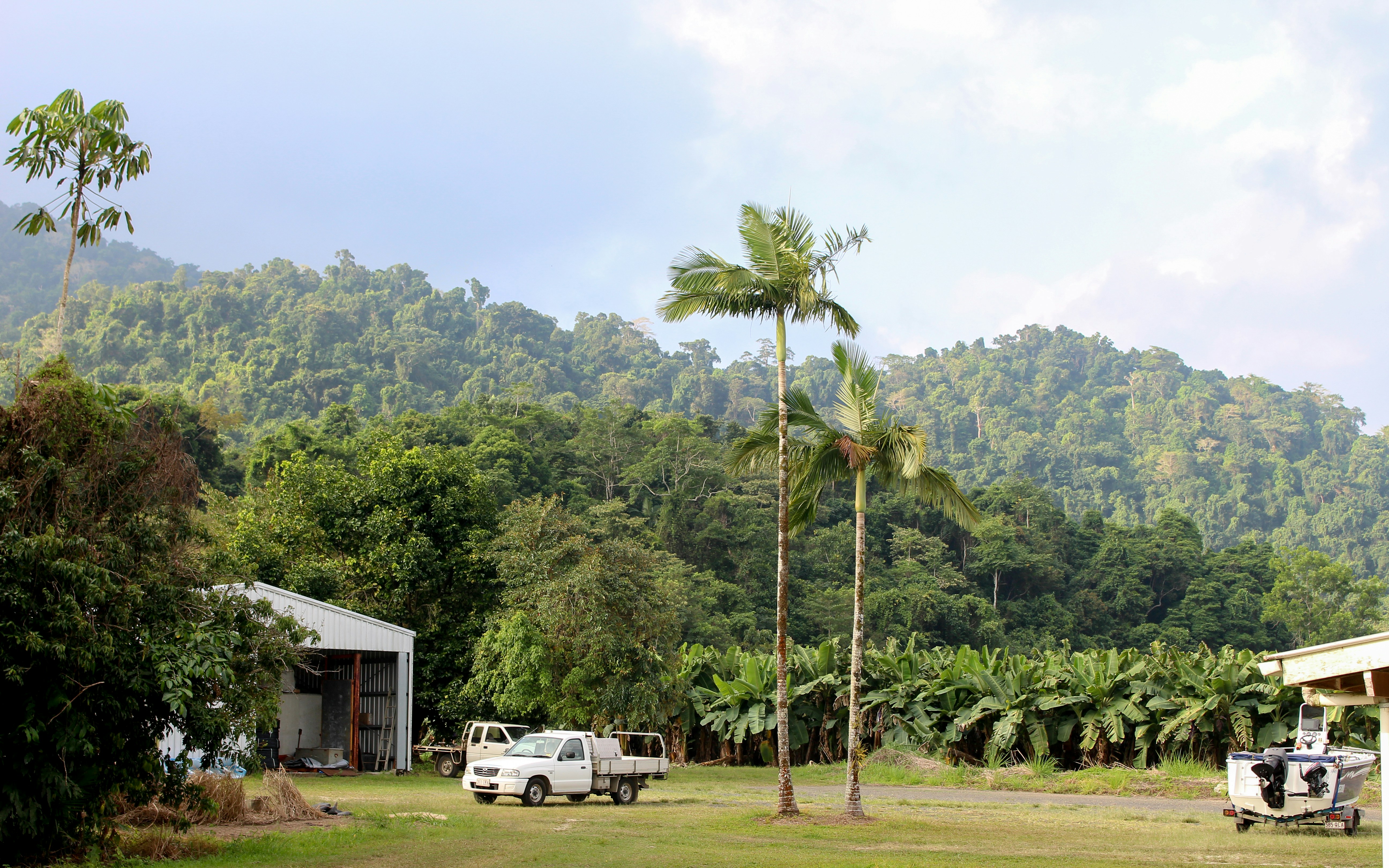 white suv parked near green trees during daytime