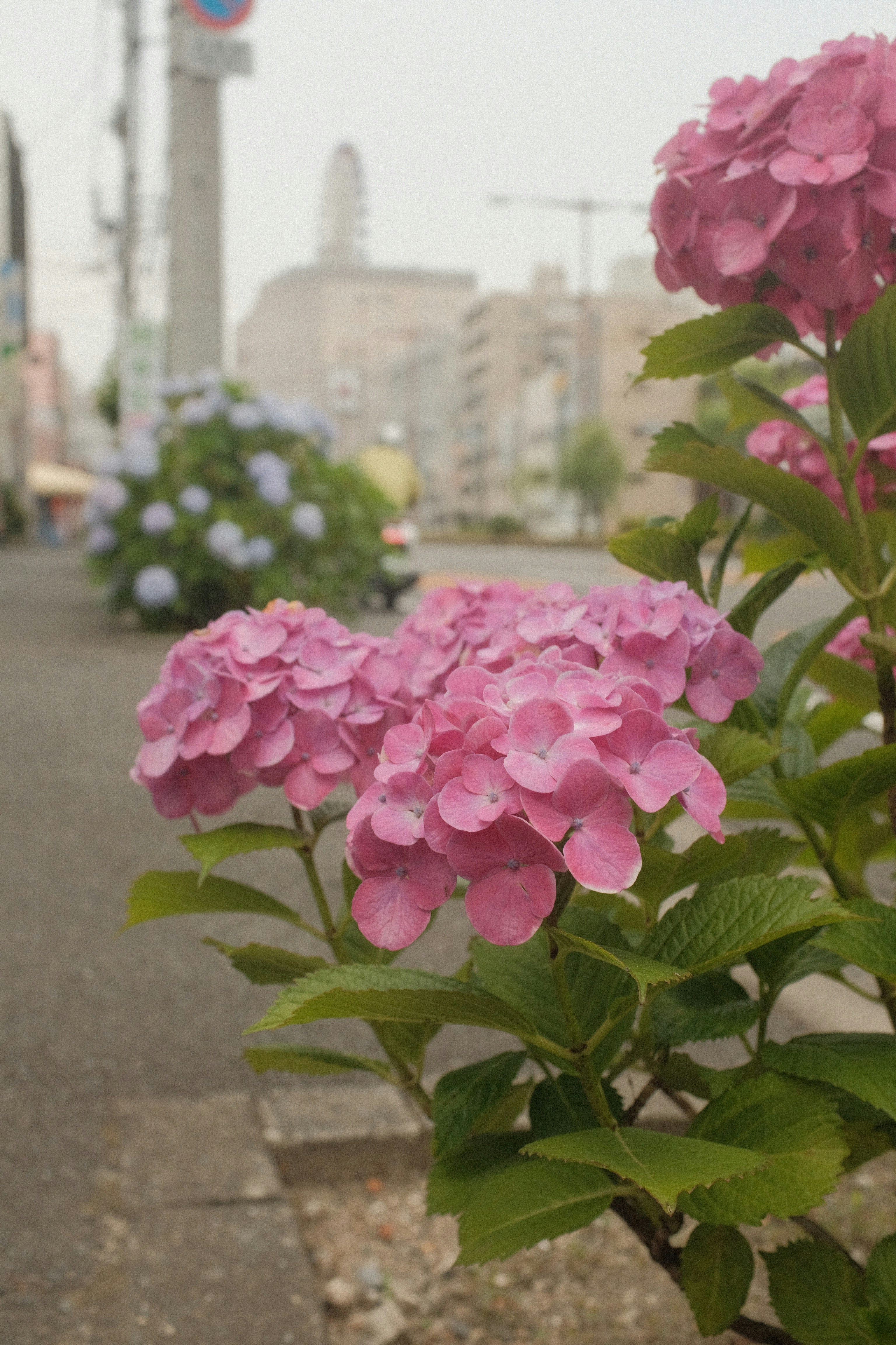 Petal Portrait: Pink Hydrangeas Framing a Quiet City Street