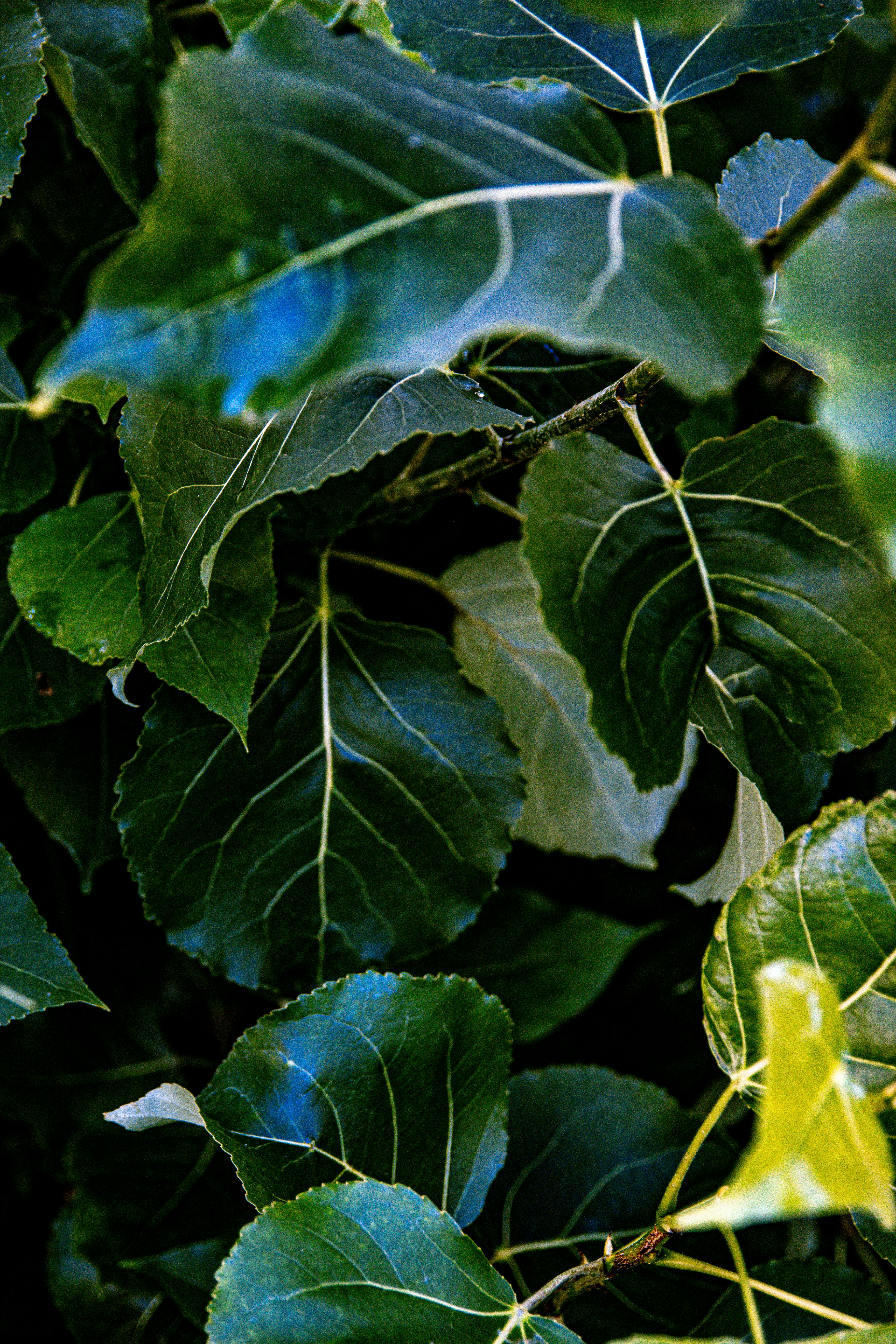 Lush green leaves interwoven in a dense arrangement, showcasing varying shapes and shades. The interplay of light and shadow adds depth to this natural composition.