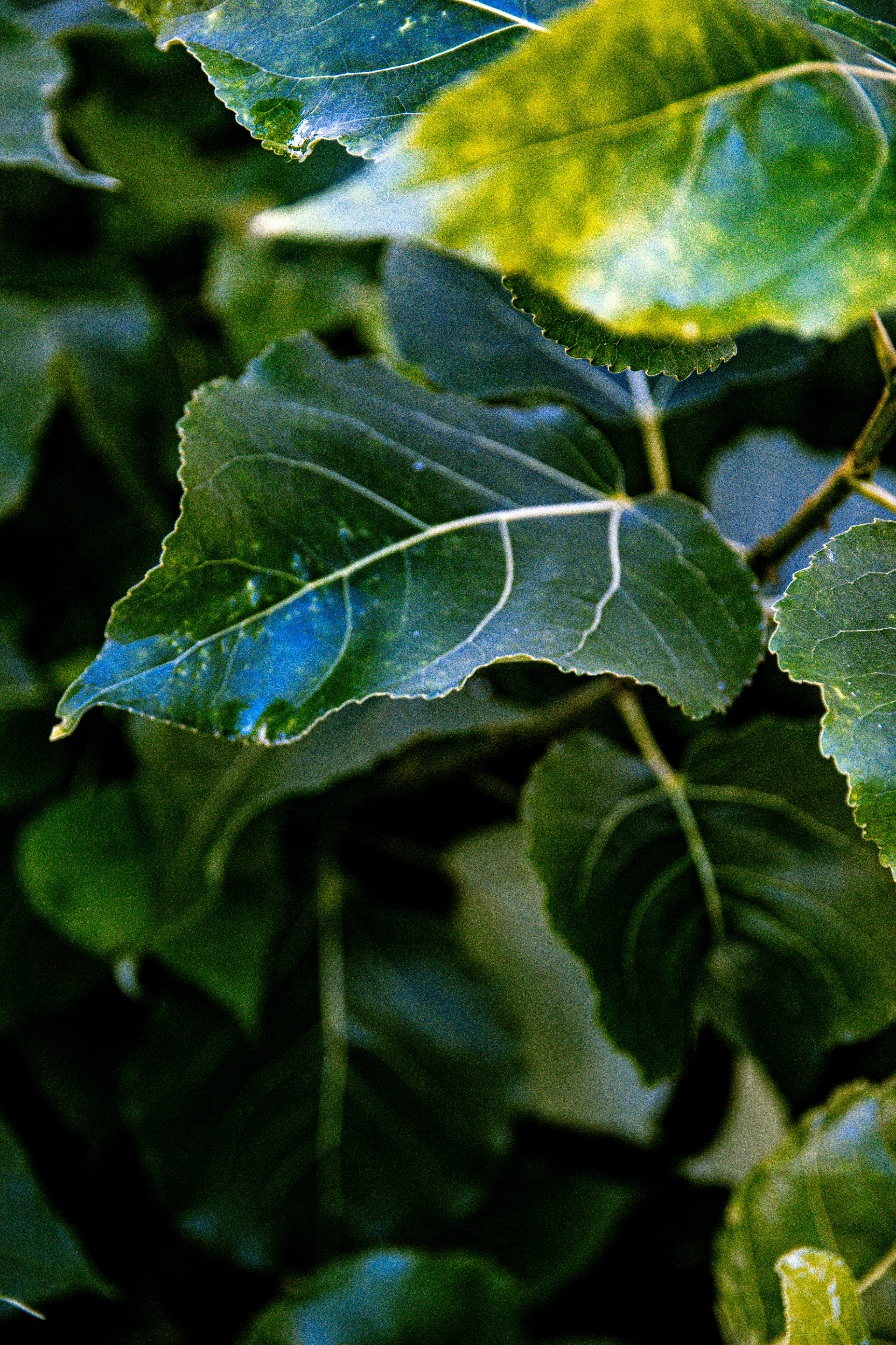 green leaf in macro shot