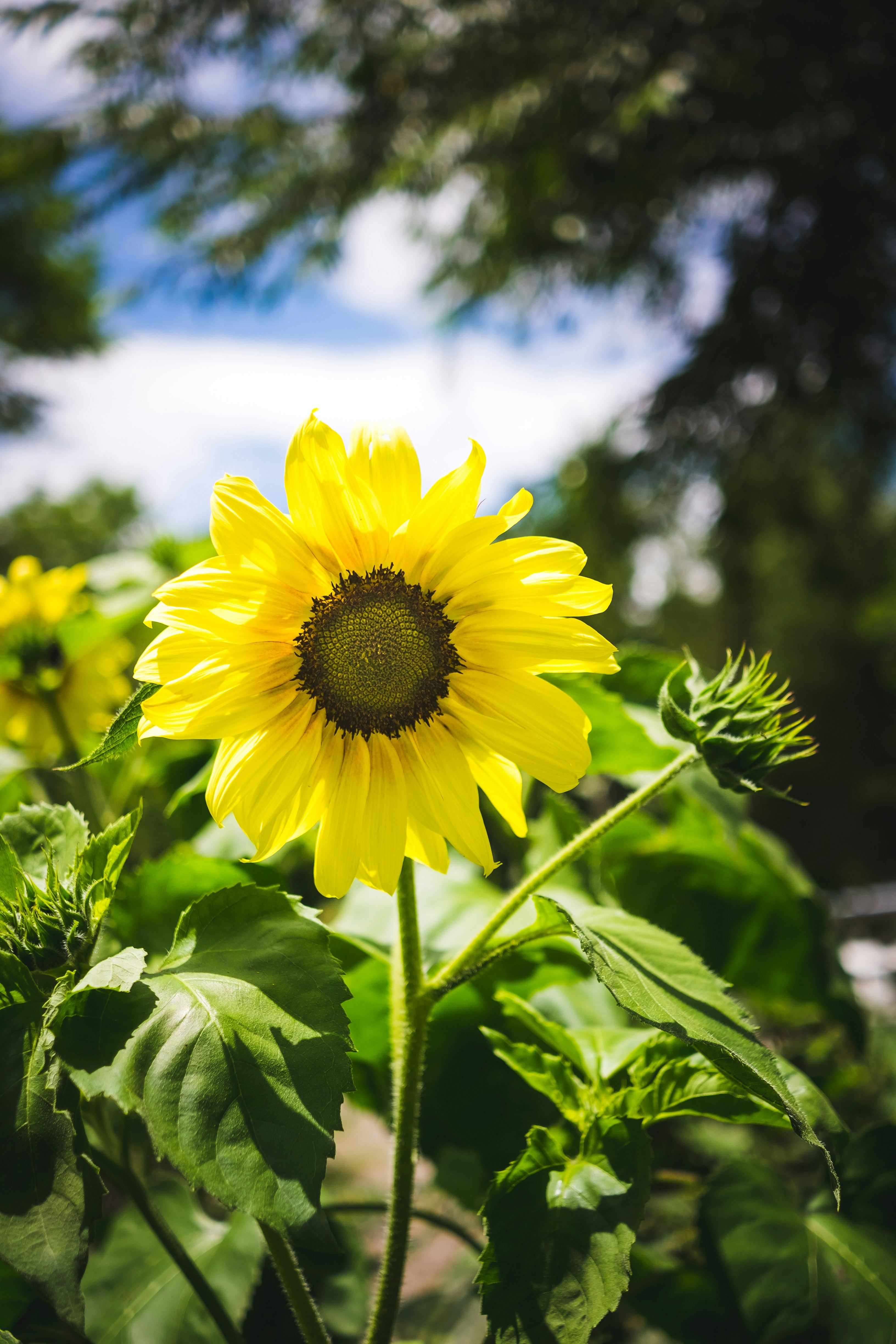 Vibrant sunflower showcasing its bright yellow petals against a backdrop of green foliage and a clear blue sky.