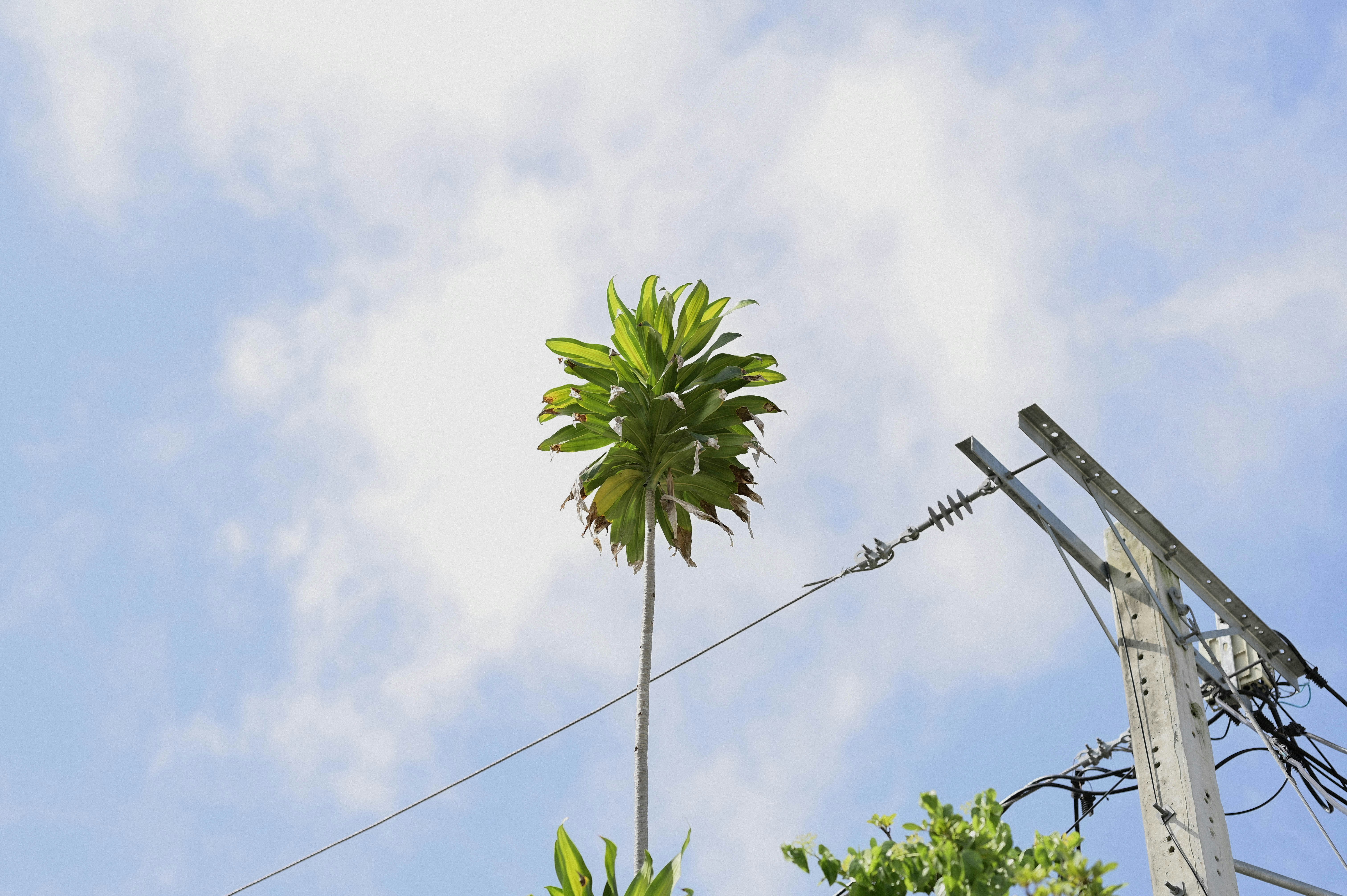 Palm Crown Against the Sky: A Minimalist Moment Framed by Power Lines