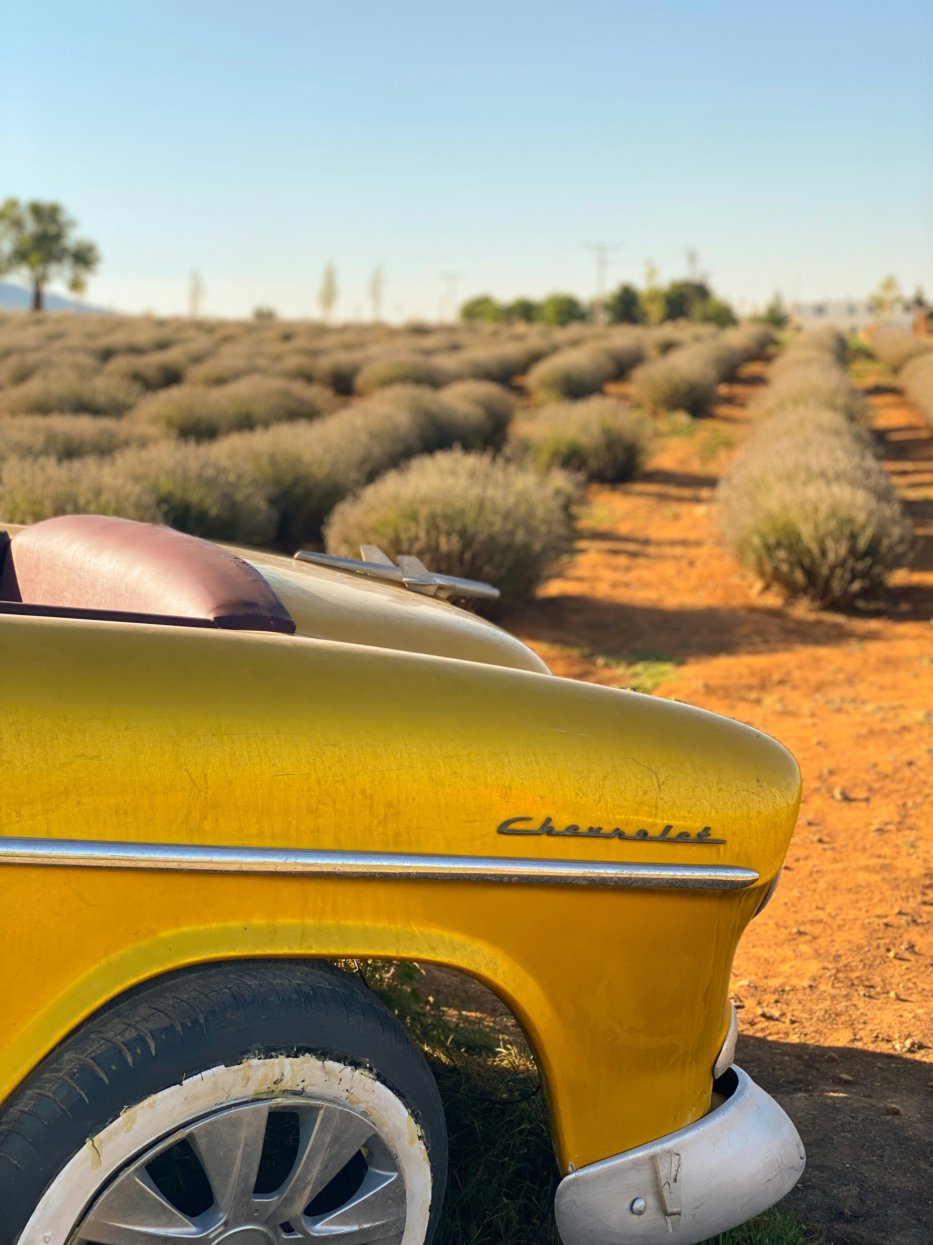Yellow vintage car parked beside a lavender field under a clear blue sky.