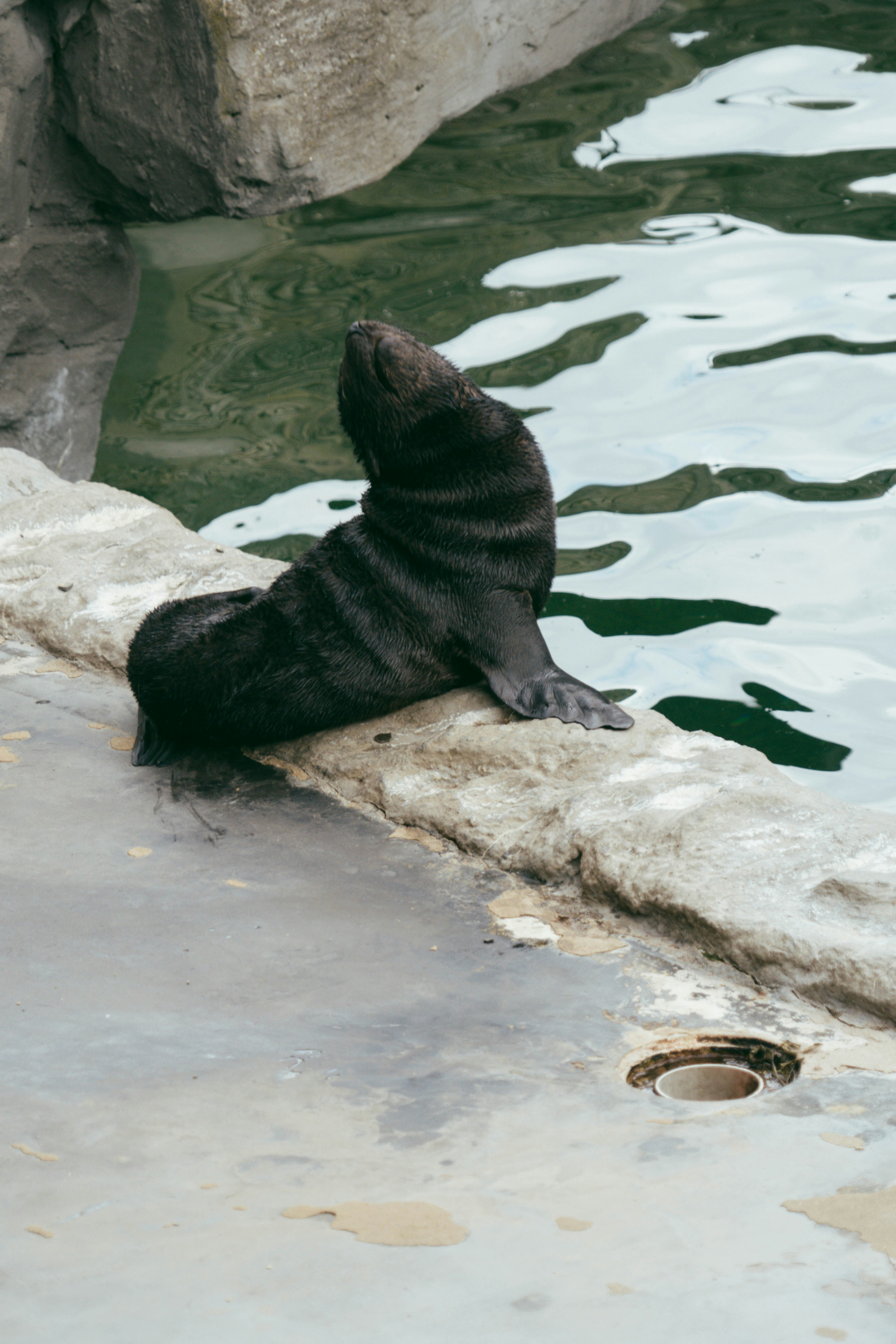 seal on gray rock near body of water during daytime