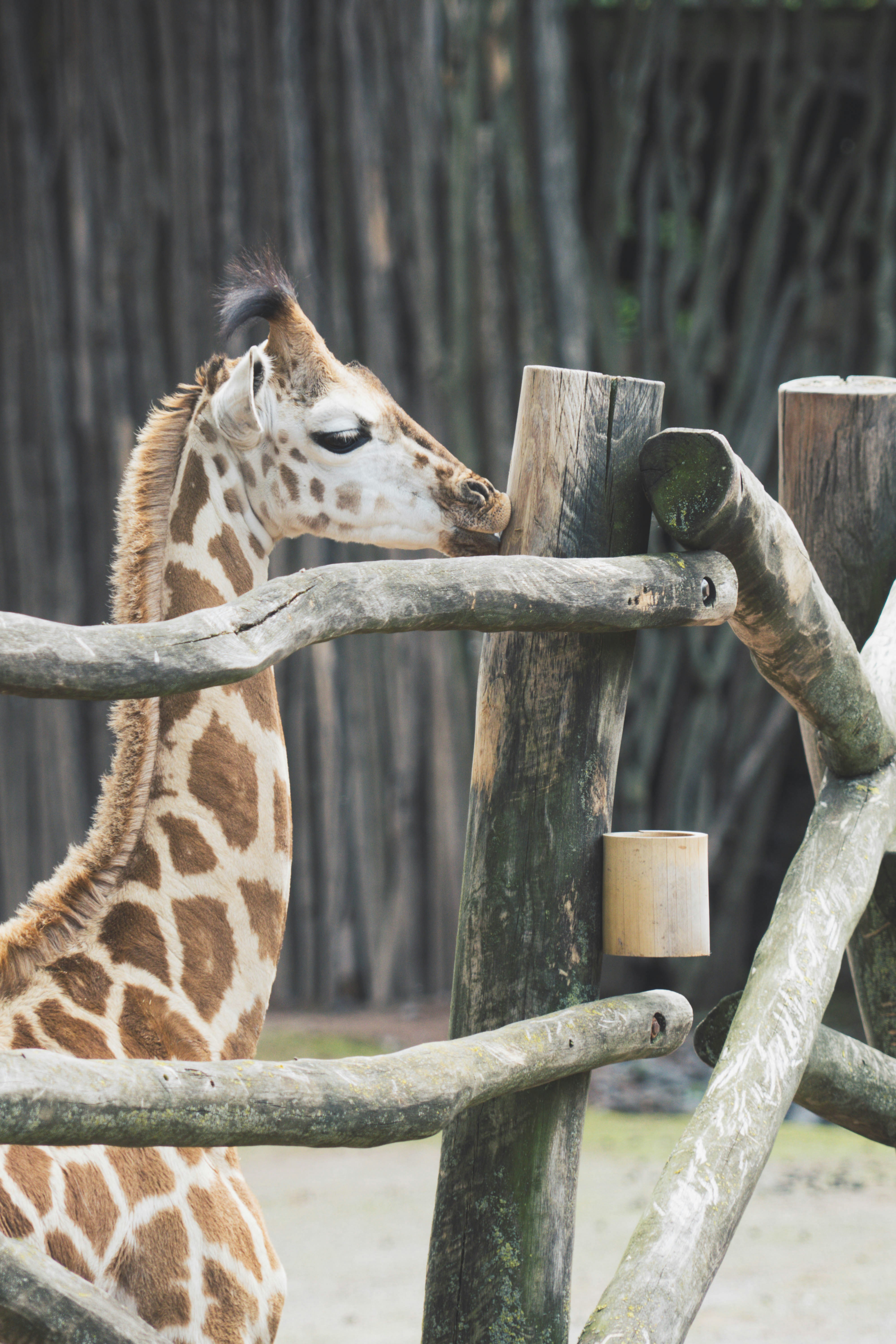Giraffe at the Rustic Fence: Serenade of Stripes